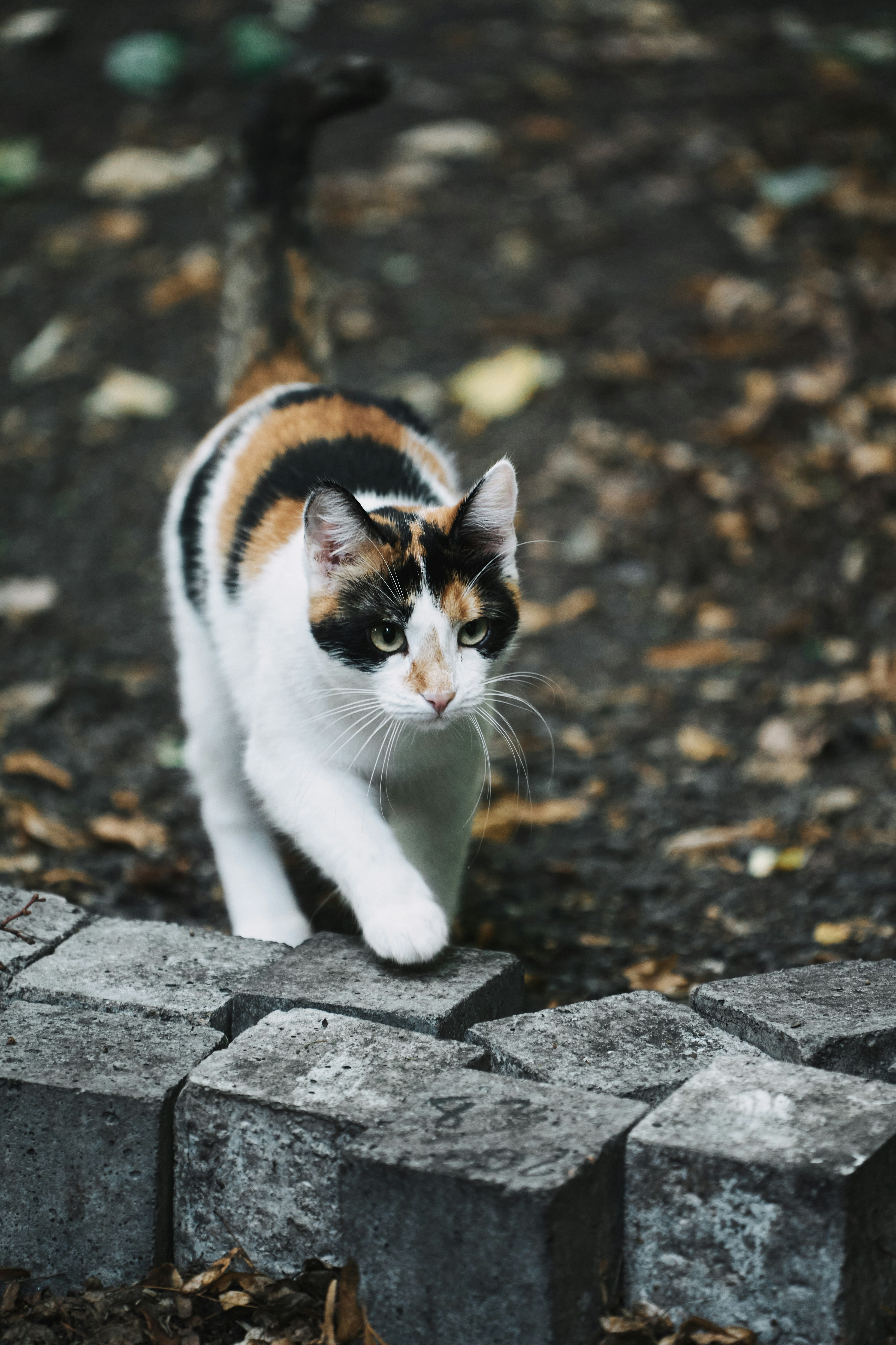 Curious Calico Crossing: A Cat Steps Onto the Stones