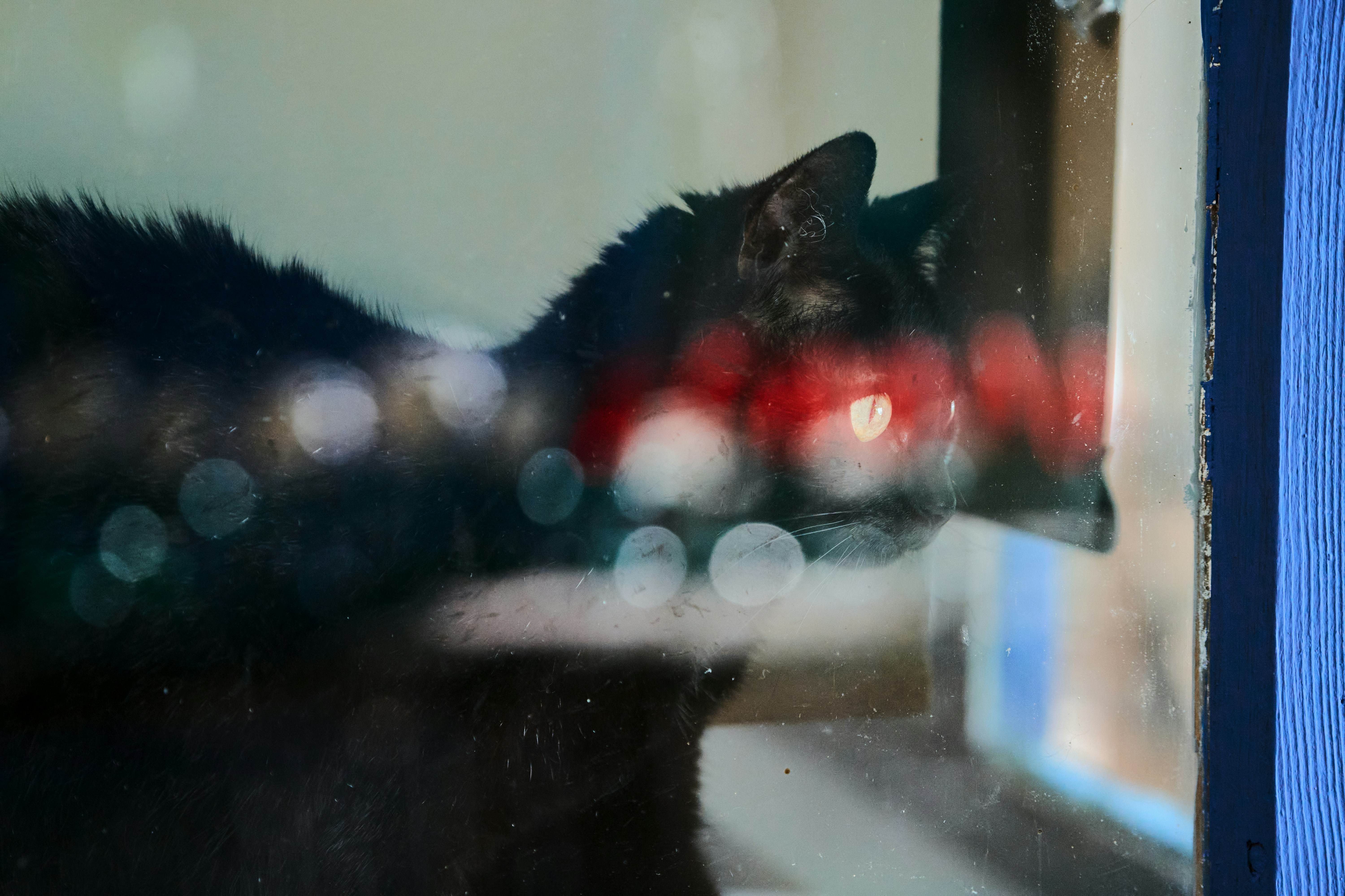 Silent Cat in a Neon-glass Studio