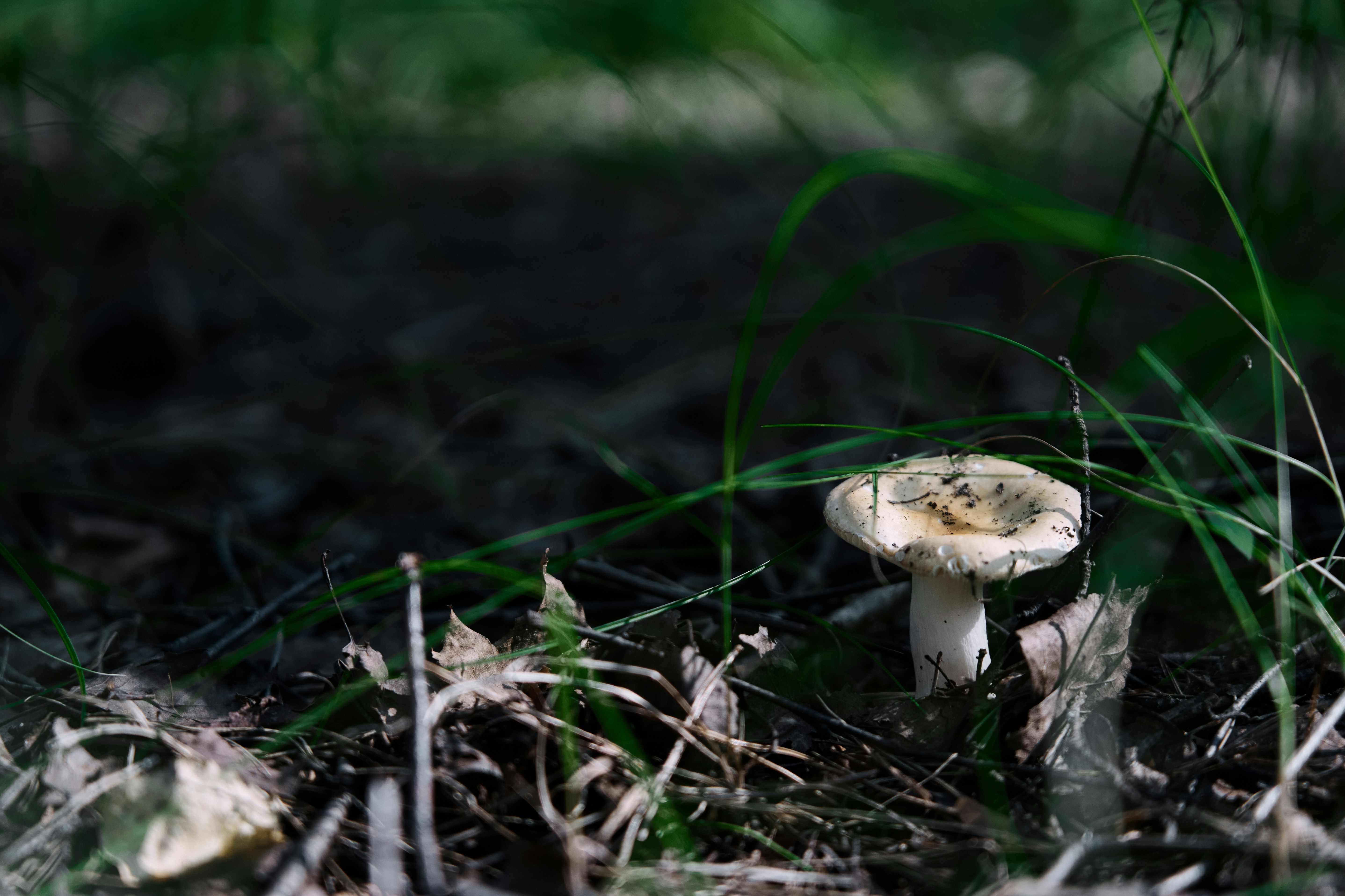 Lone Mushroom Anchored in Forest Floor Light