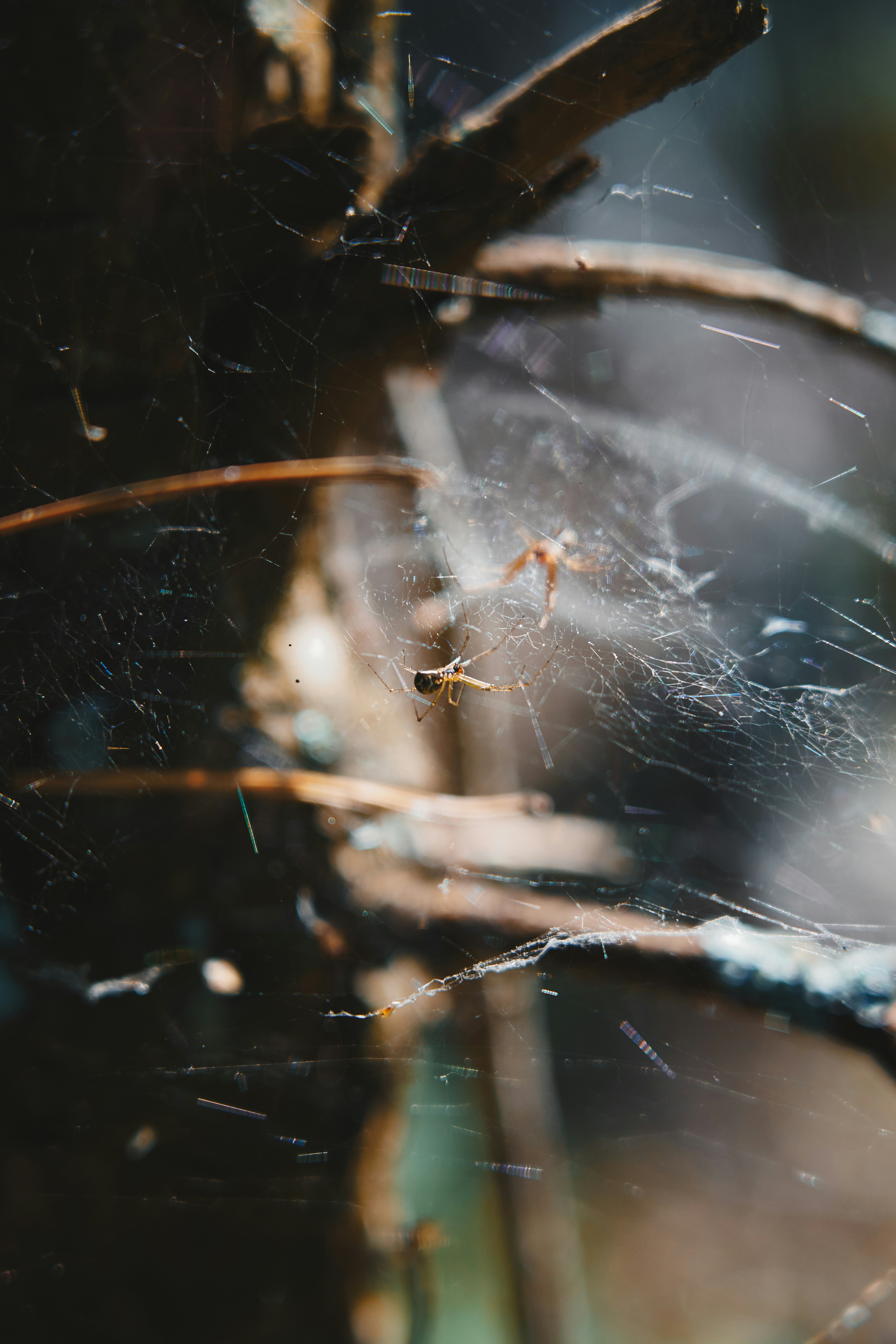 Web of Silence: A Spider's Gossamer Constellation in the Woods
