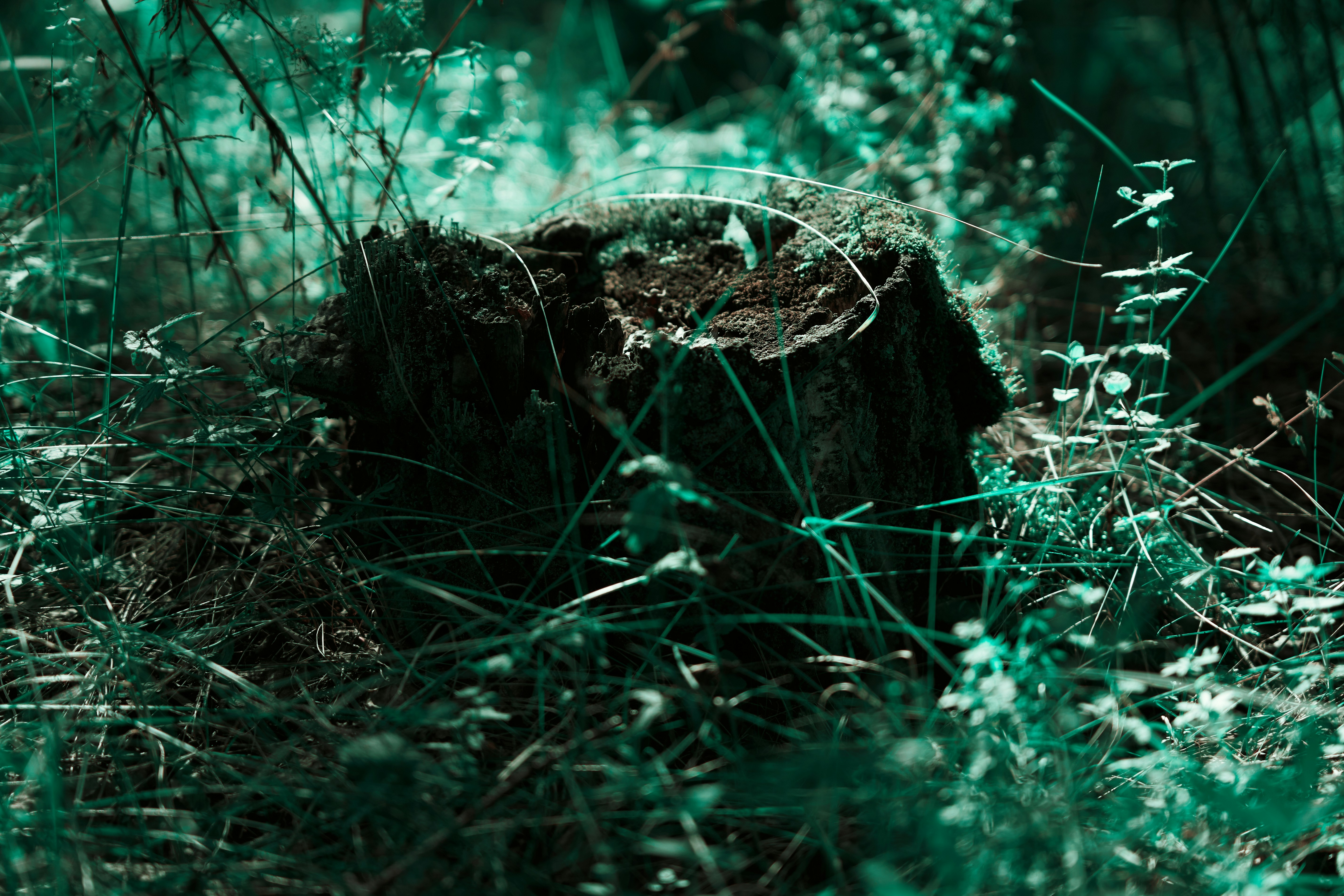 Forest Moss Crowned Stump: A Quiet Scene of Decay and Growth