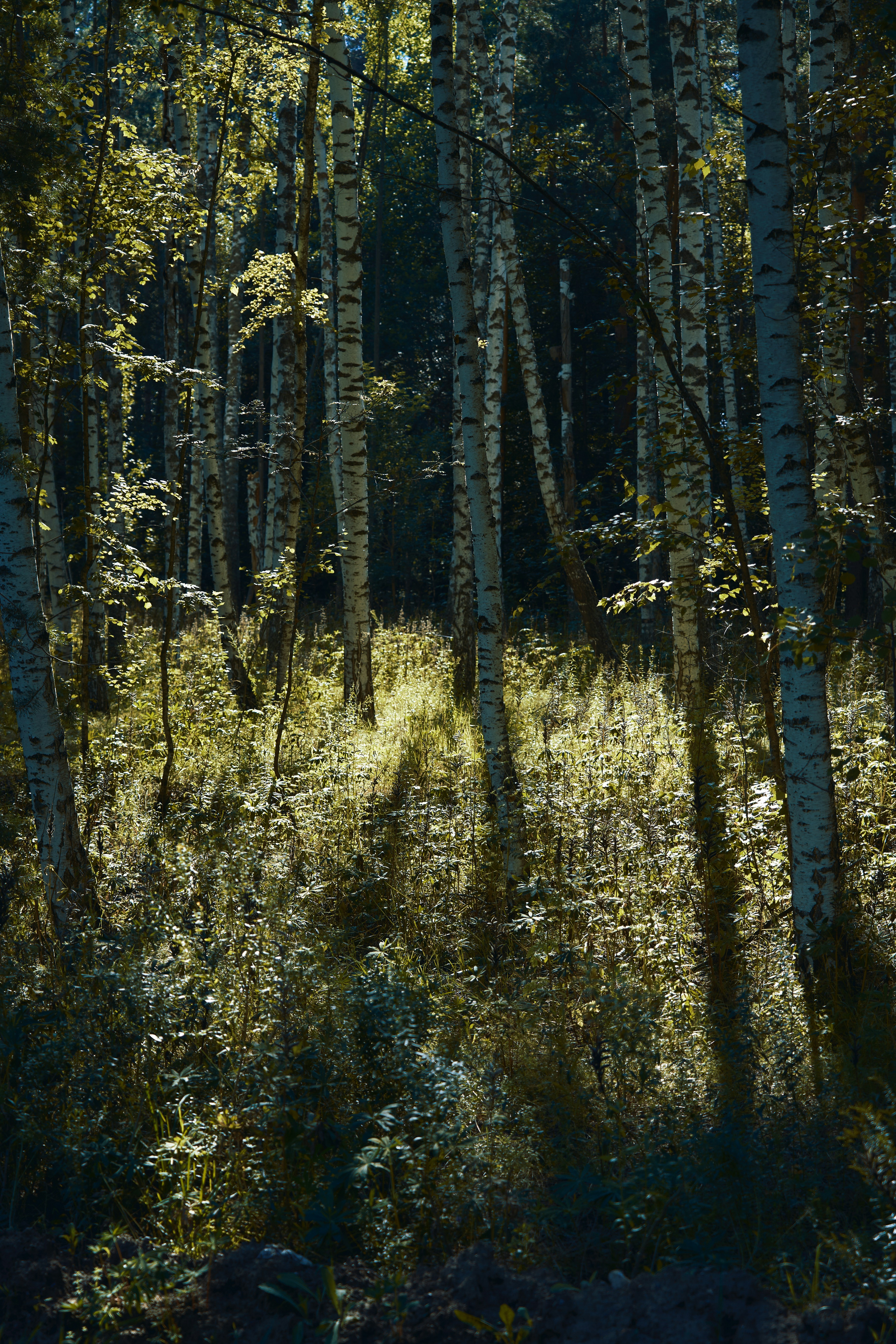 Sunlit Birch Corridor in a Quiet Forest