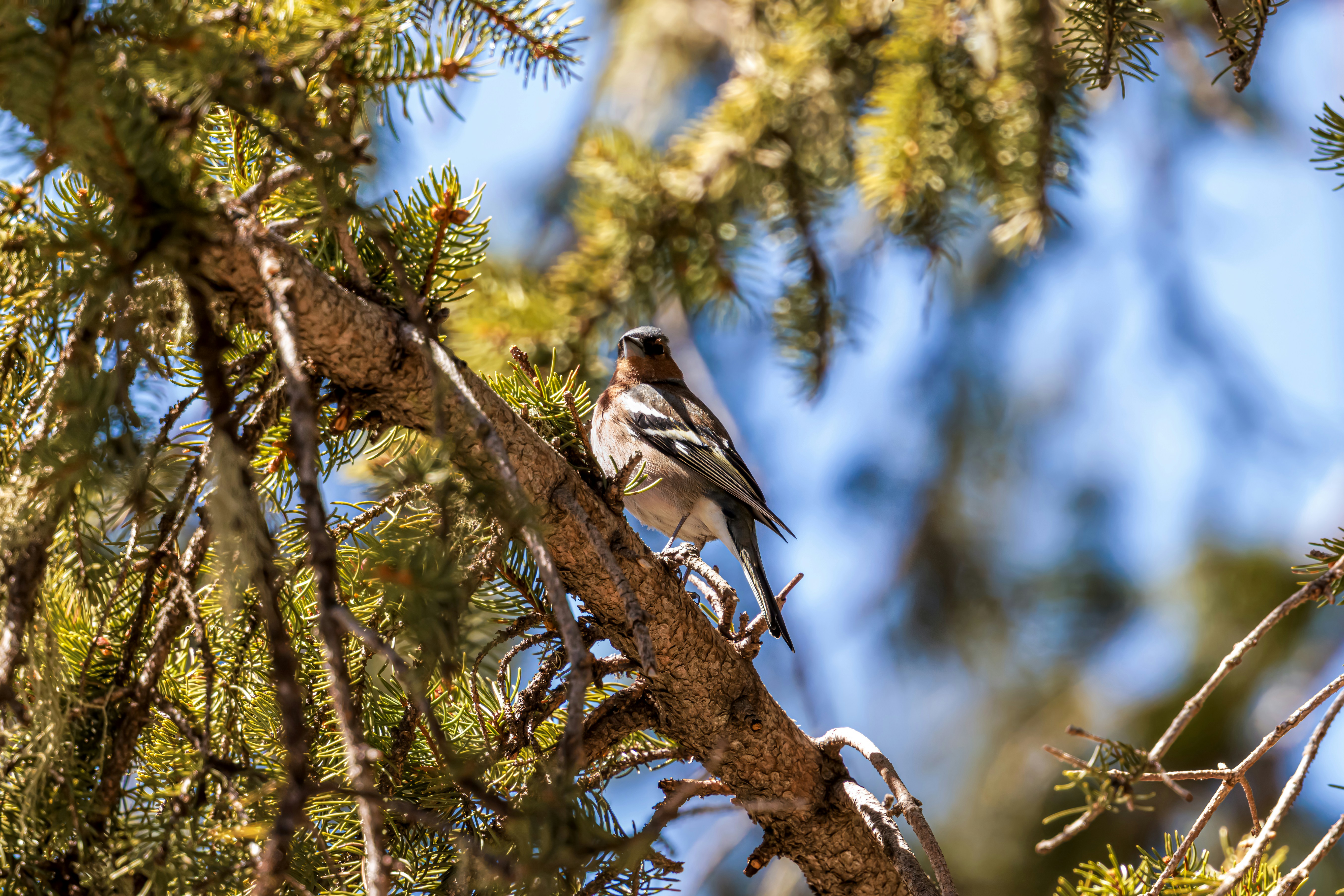 Small bird perched on a pine branch with a bright blue sky, highlighting natural forest texture and subtle bokeh in the background.