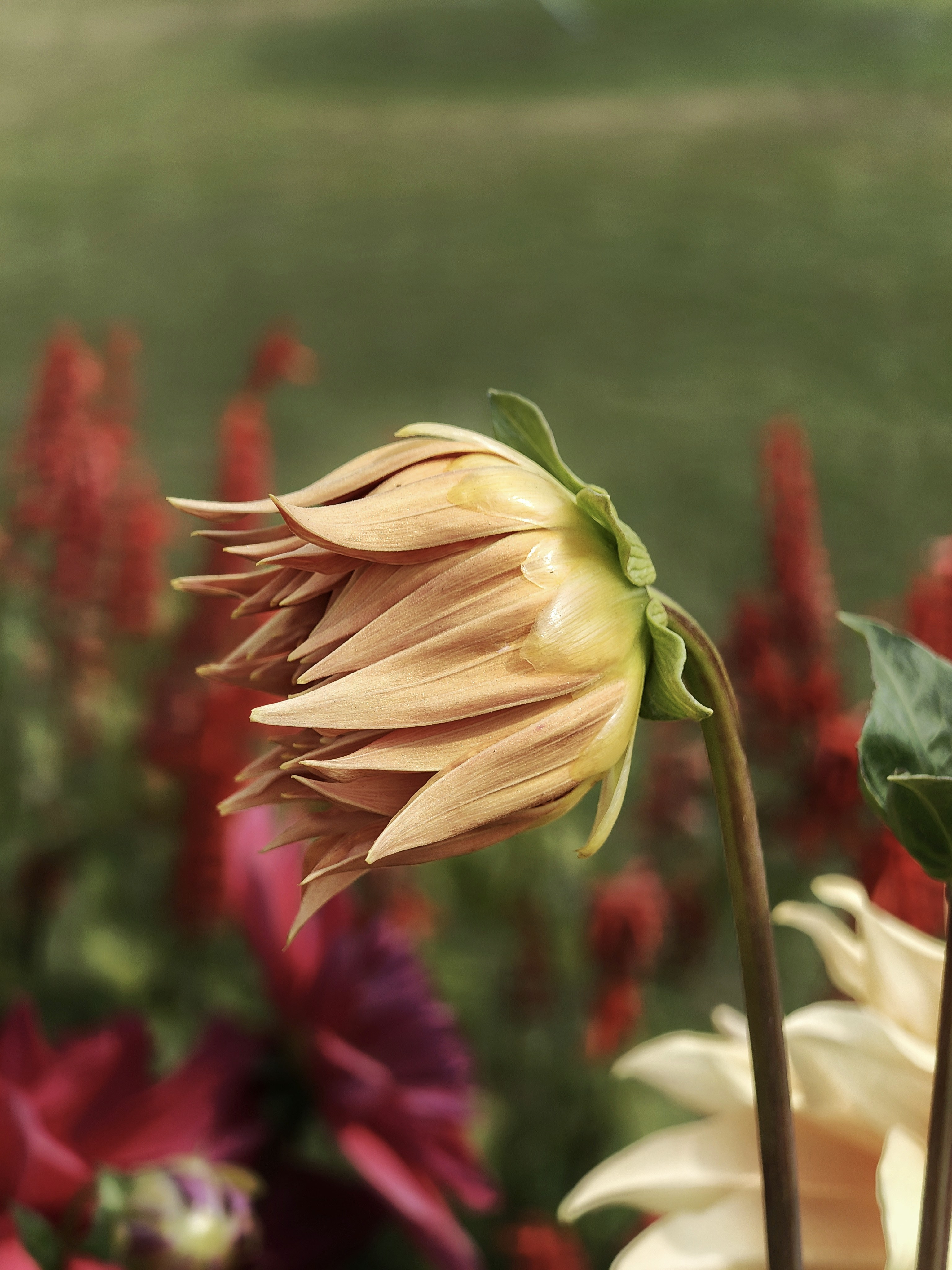 Close-Up Bloom: The Nude-Petal Moment