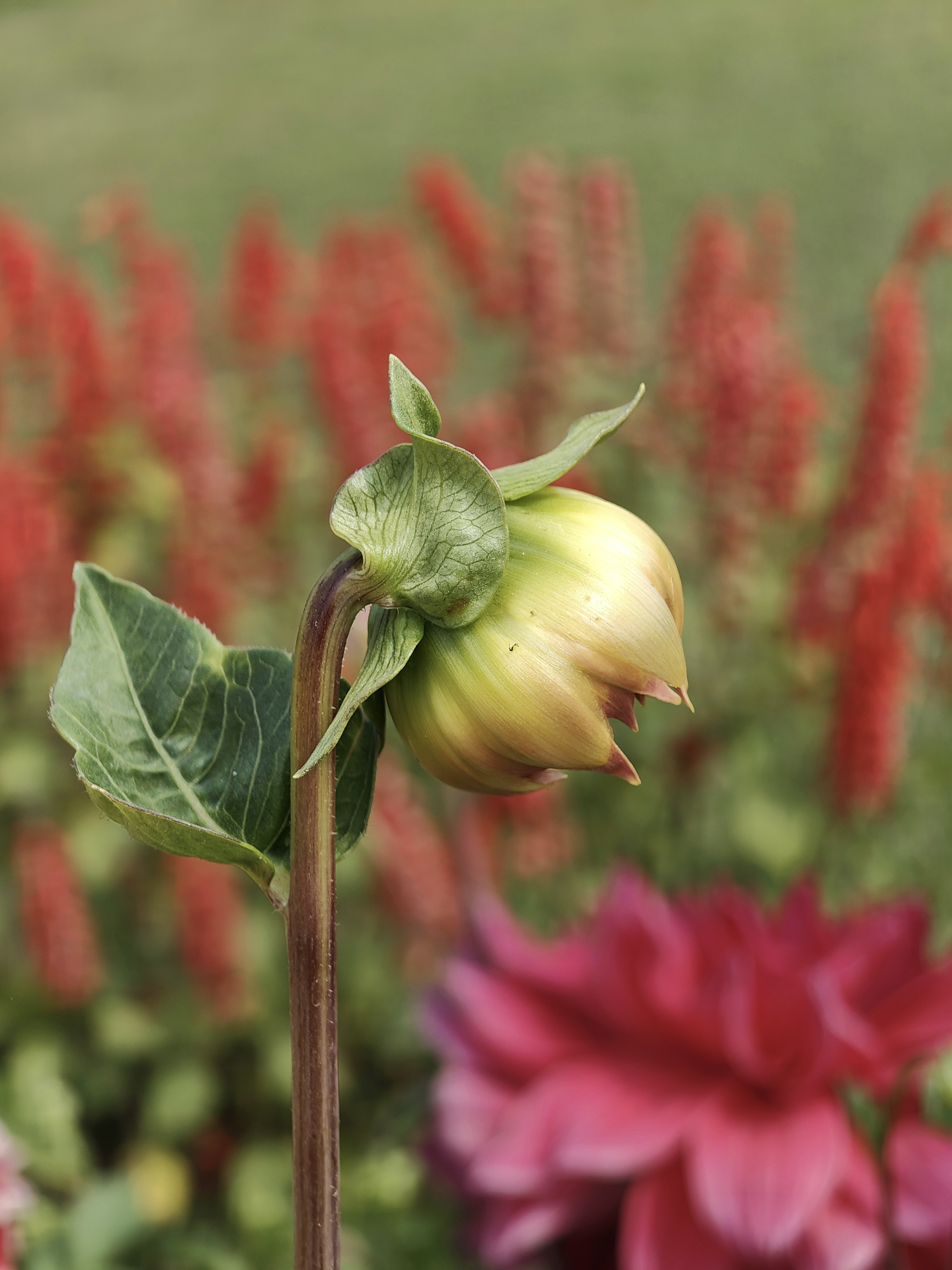 Emerging Bud: A Flower's Quiet Resilience Amid a Blur of Red