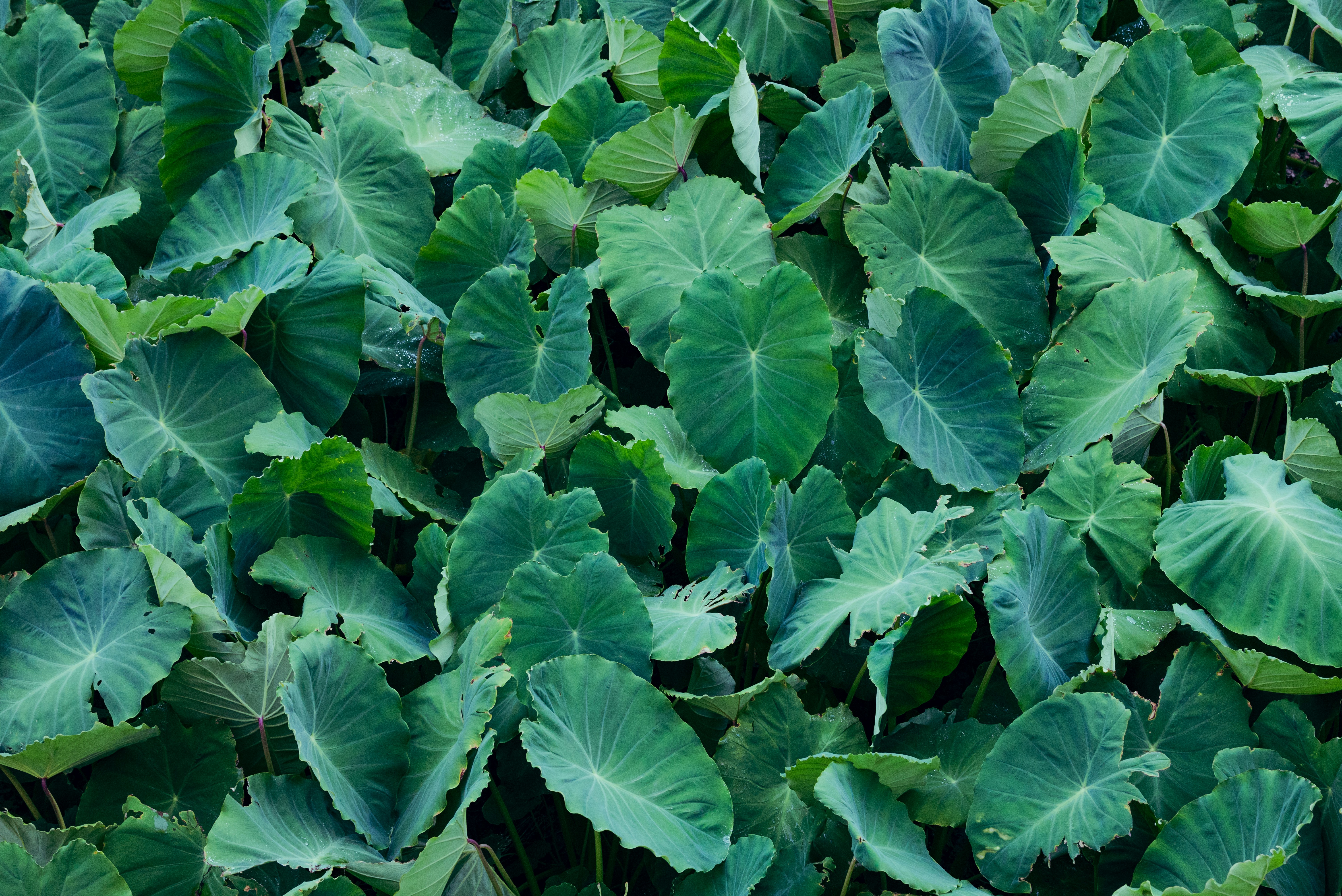 Dense cluster of vibrant green, heart-shaped leaves with prominent veins forming a lush ground cover.