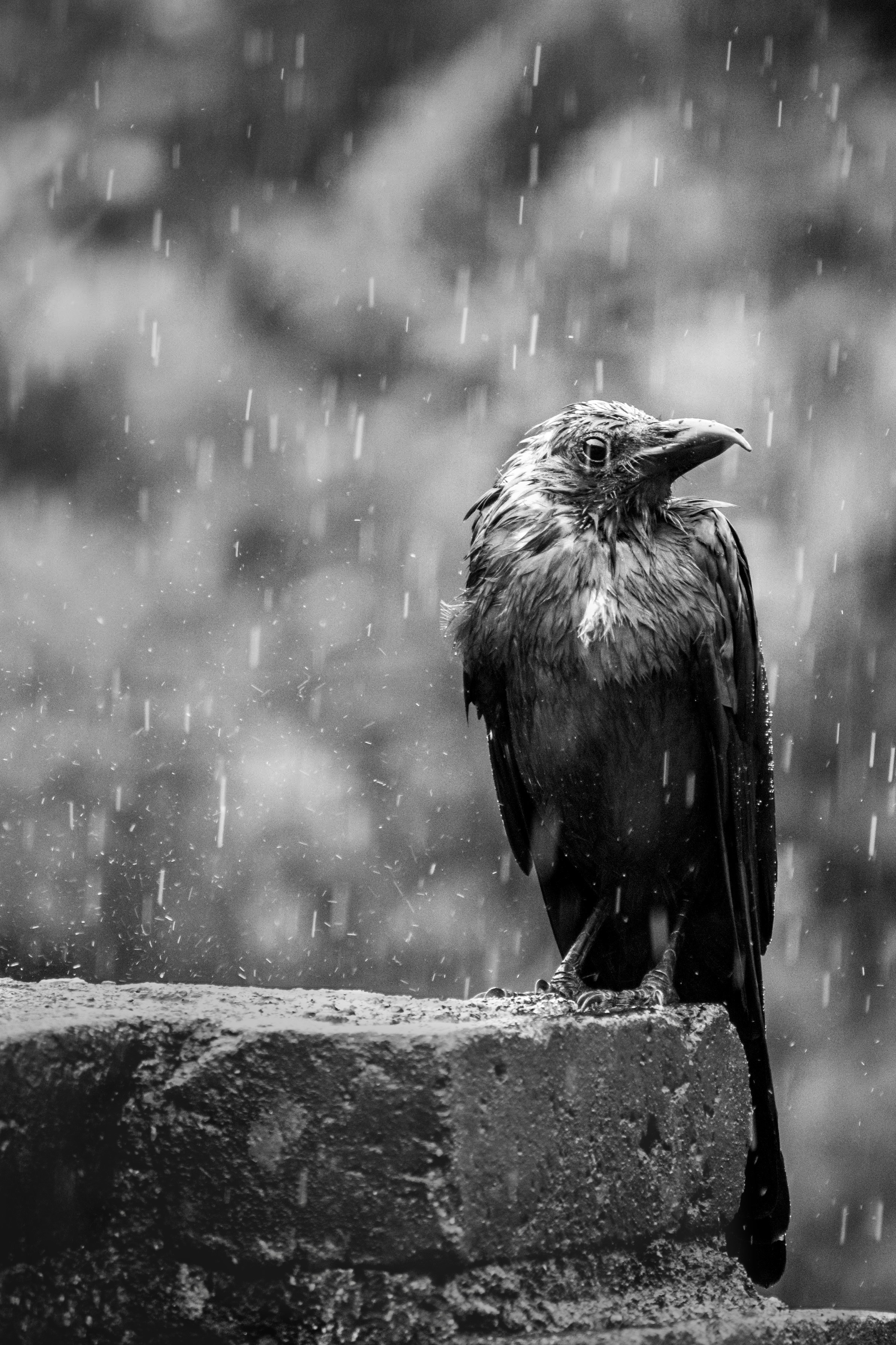Raven in the Rain: A Watchful Moment on a Wet Plinth