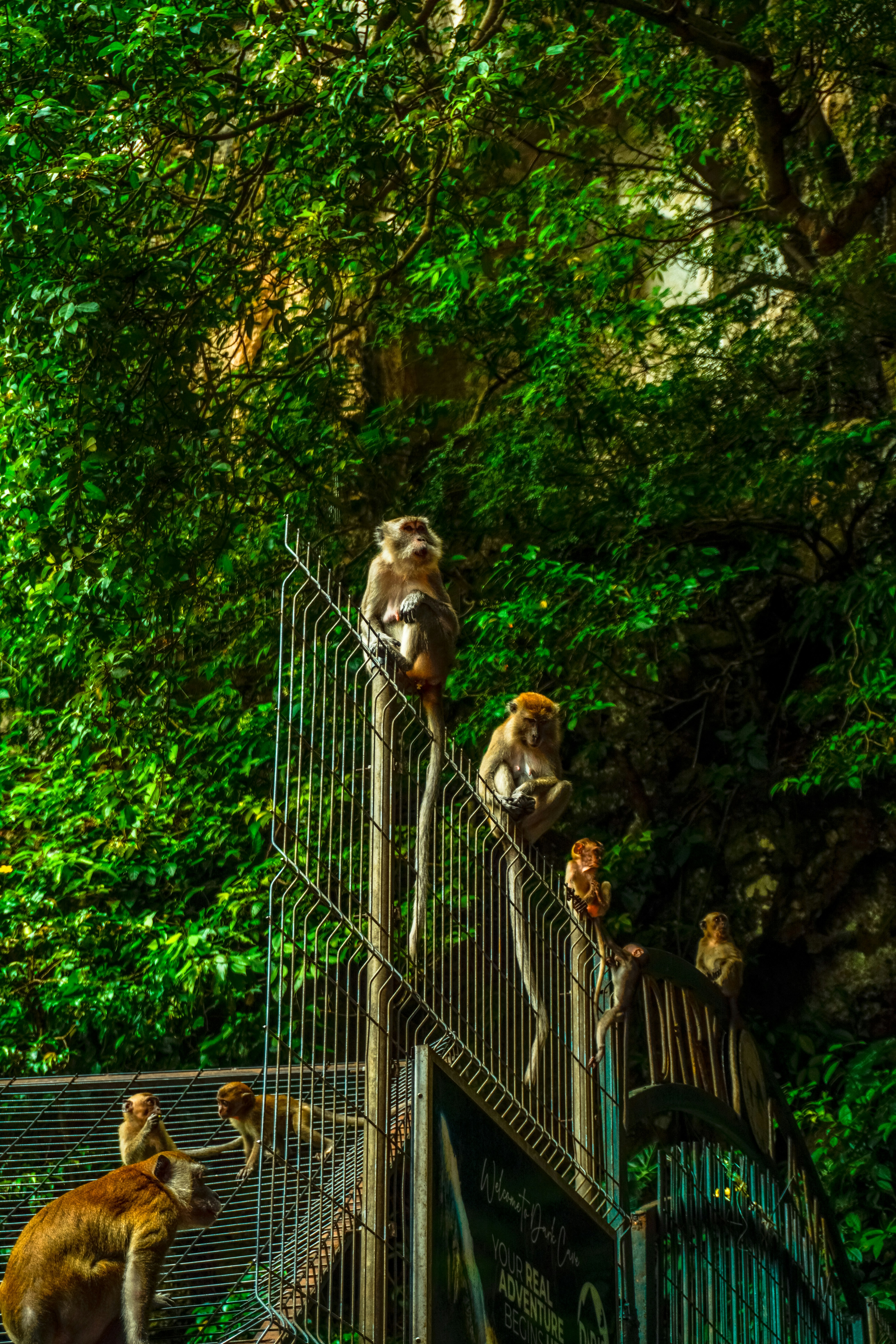 Monkeys on a Wire: A Daring Cliffside Gathering