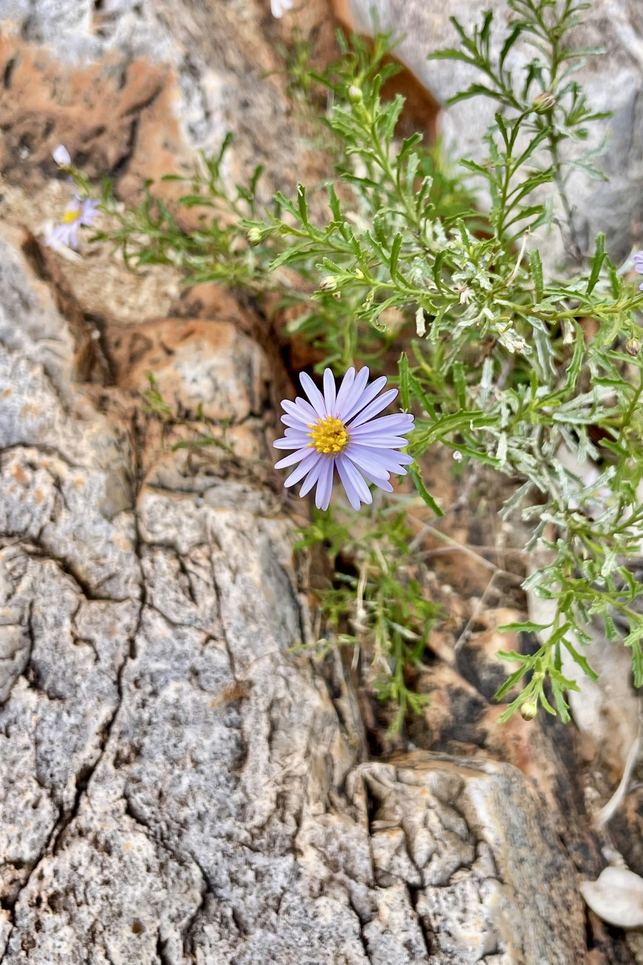 A small purple flower growing from a textured rock.