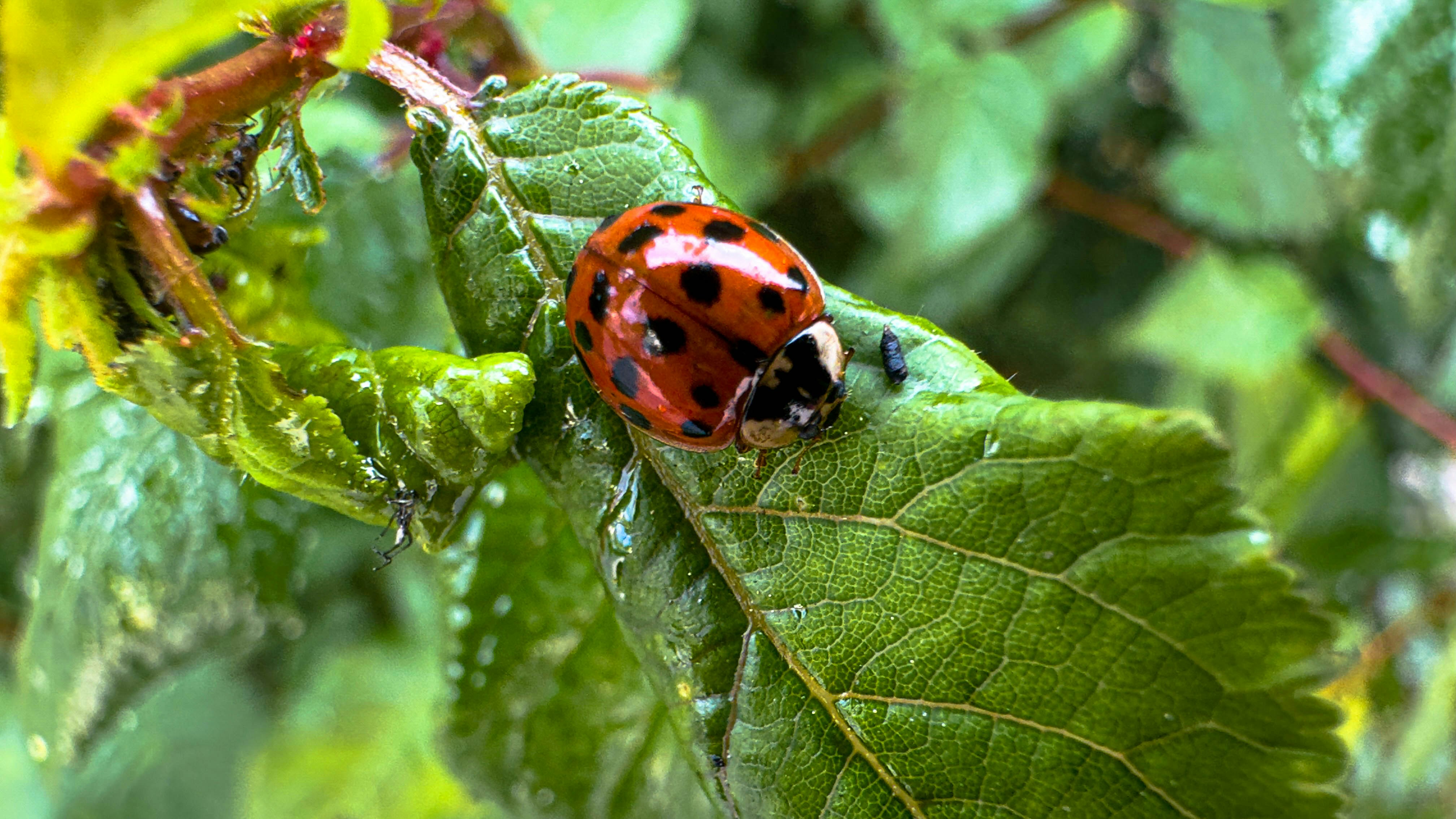 Crimson Guest on a Green Edge