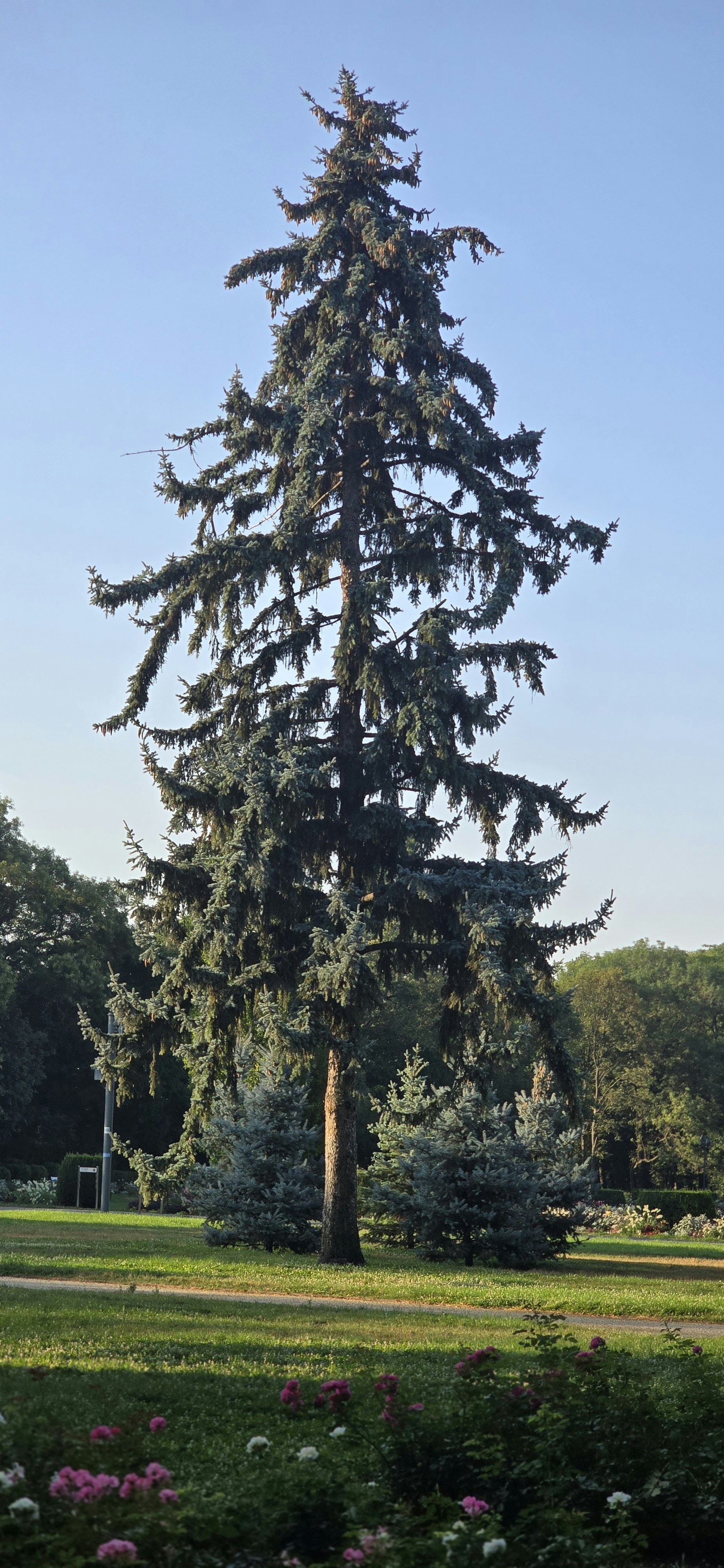 Tall Sentinel: A Lone Cedar Reaches Toward a Clearsky