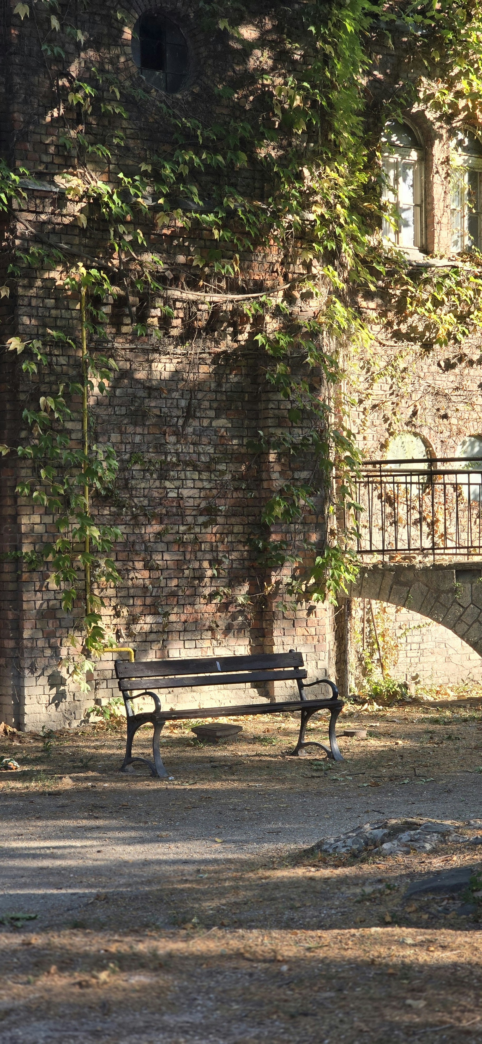 Empty Park Bench Beneath a Climbing Ivy Wall