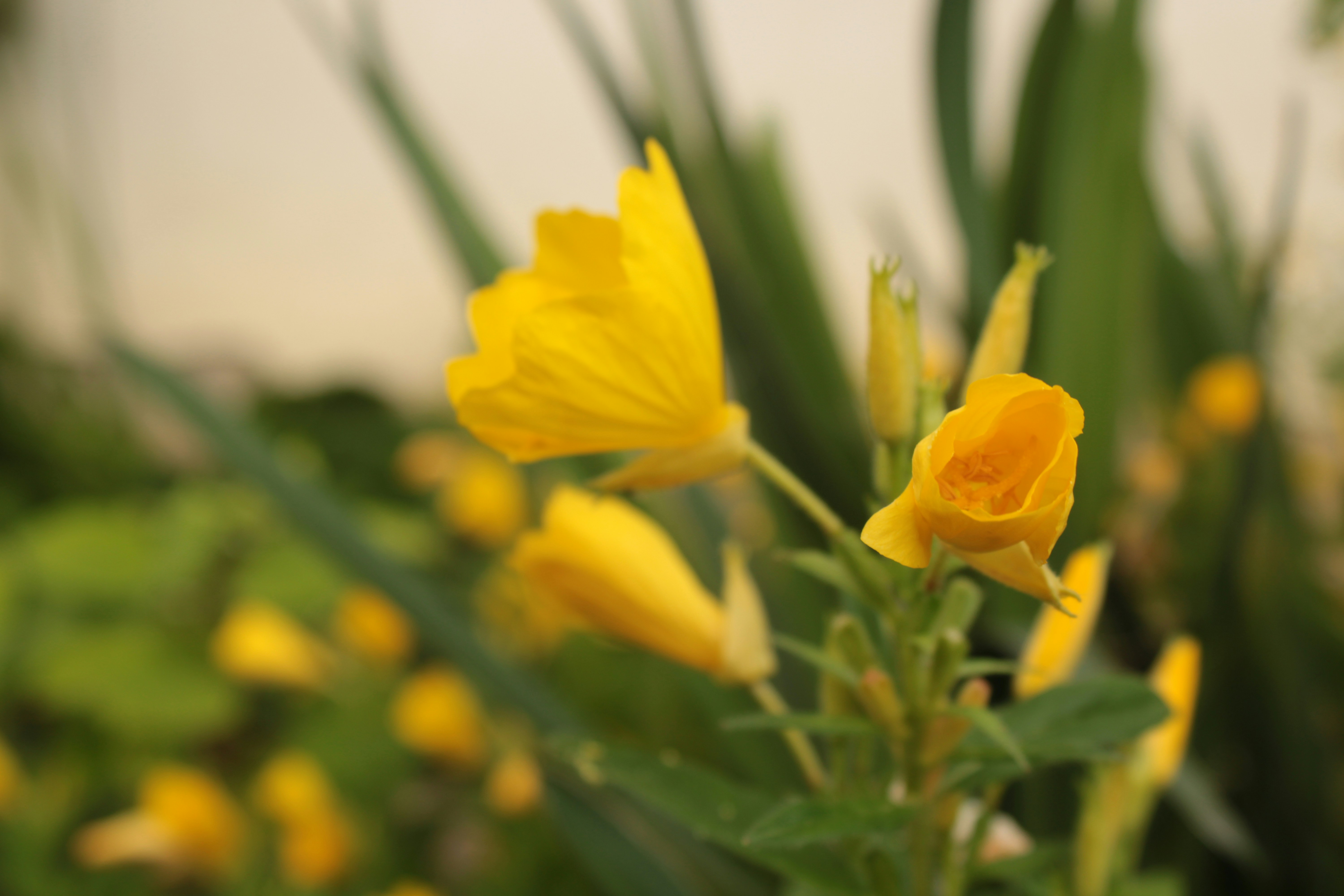 Golden Bloom Blur: A Soft Focus of Spring