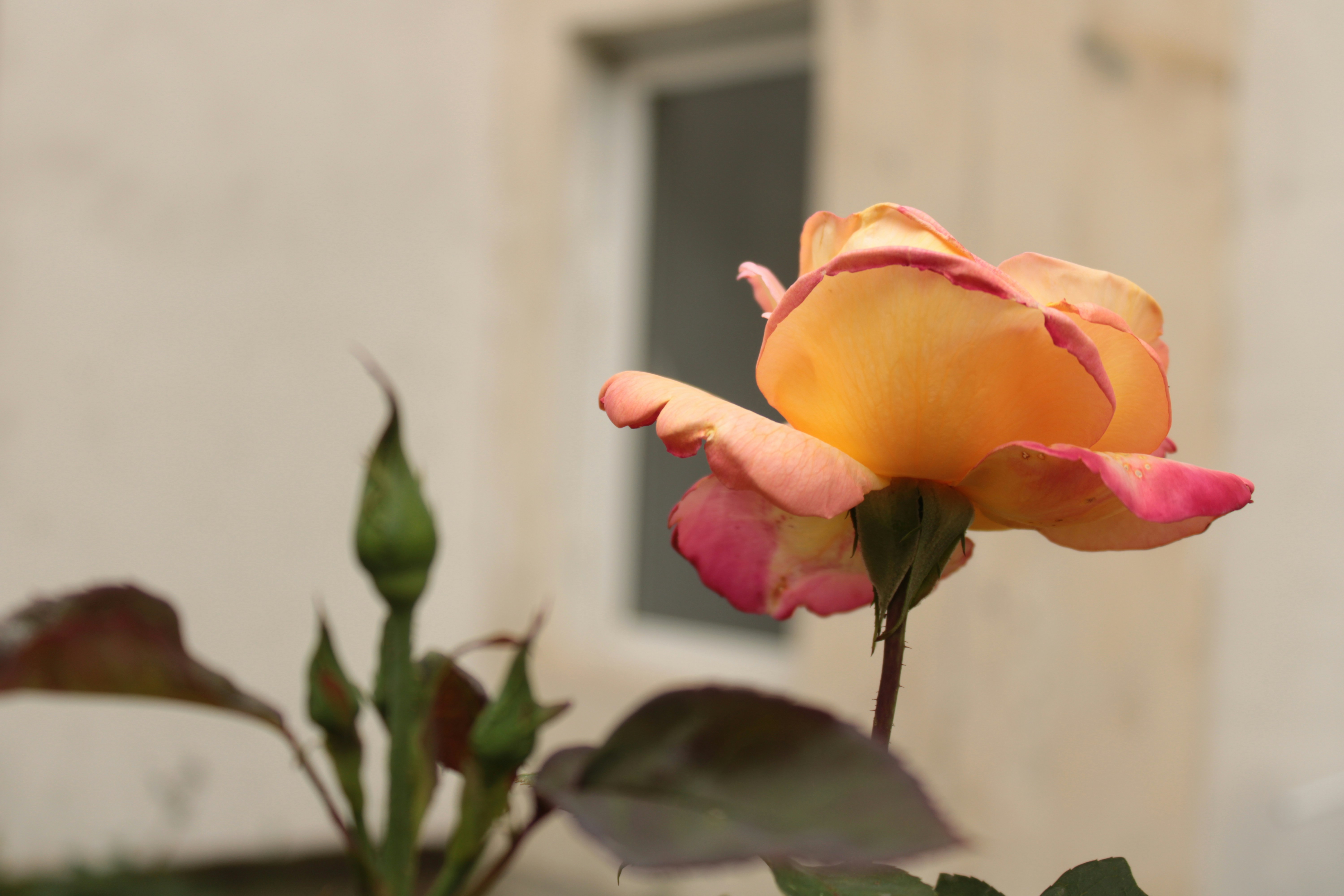 Petaled Spotlight: A Coral-Orange Rose Against a Neutral Backdrop