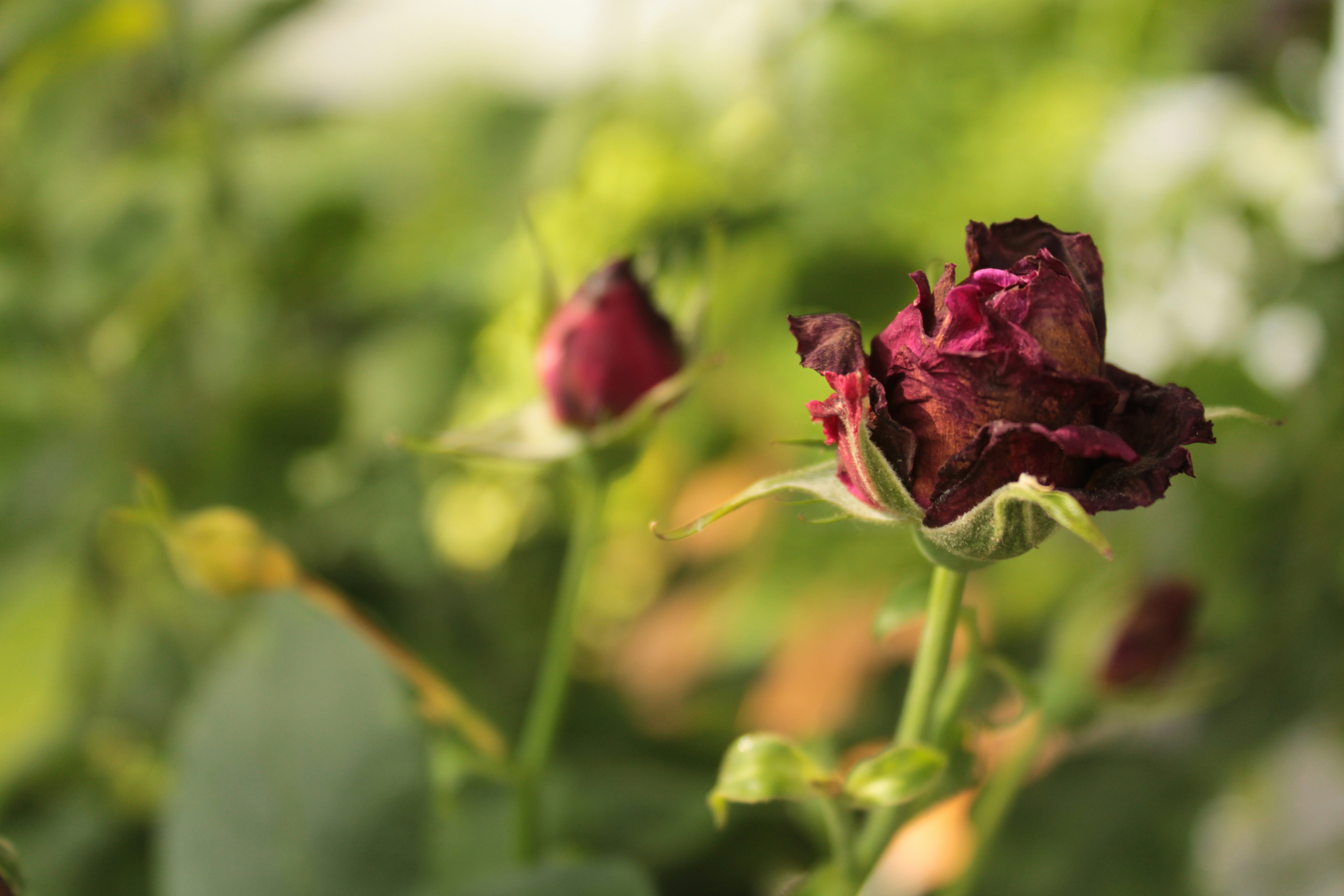 Withered Rosebud in Soft Garden Blur