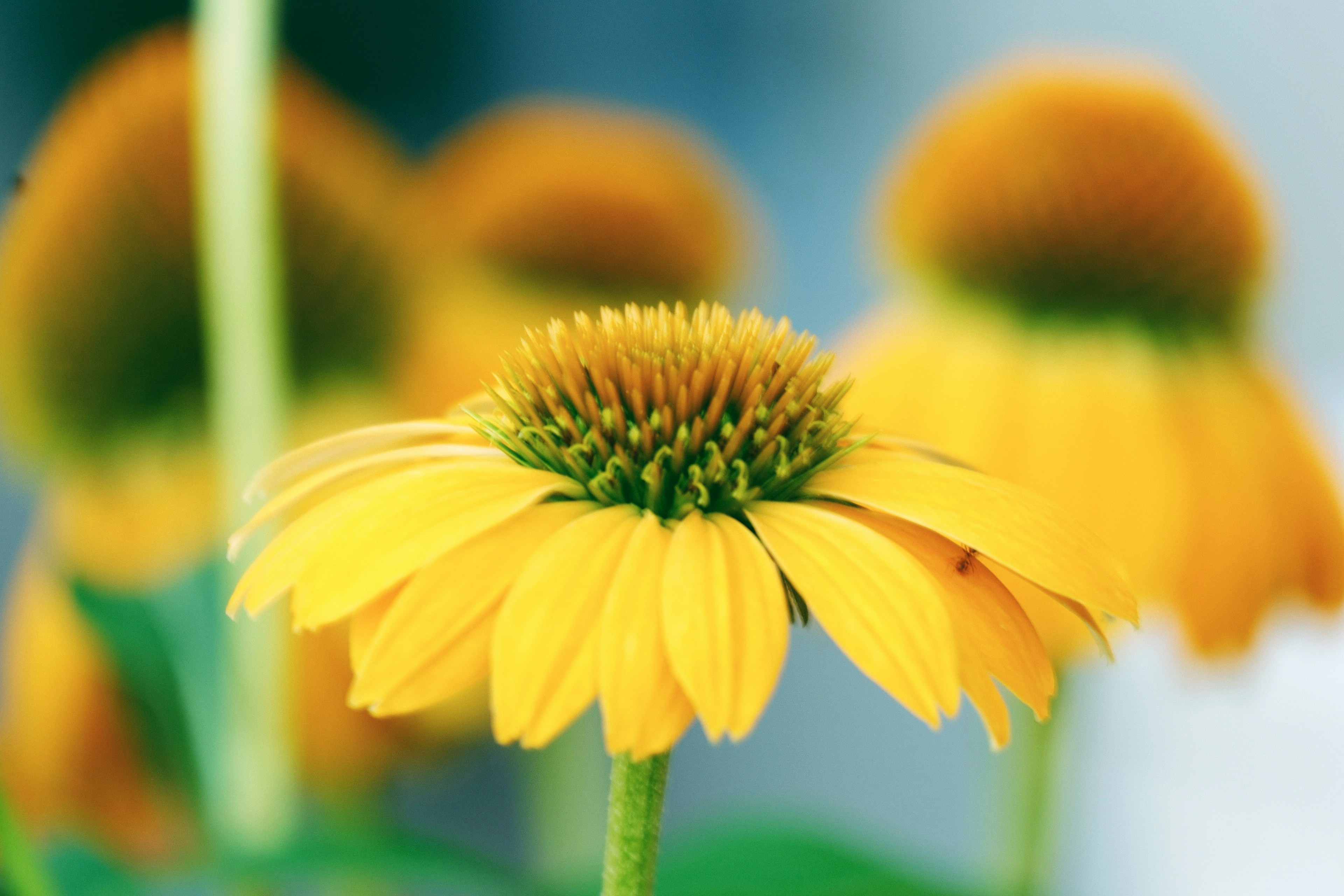 Blooming Golden Cone: A Soft-Focus Field of Sunflowers