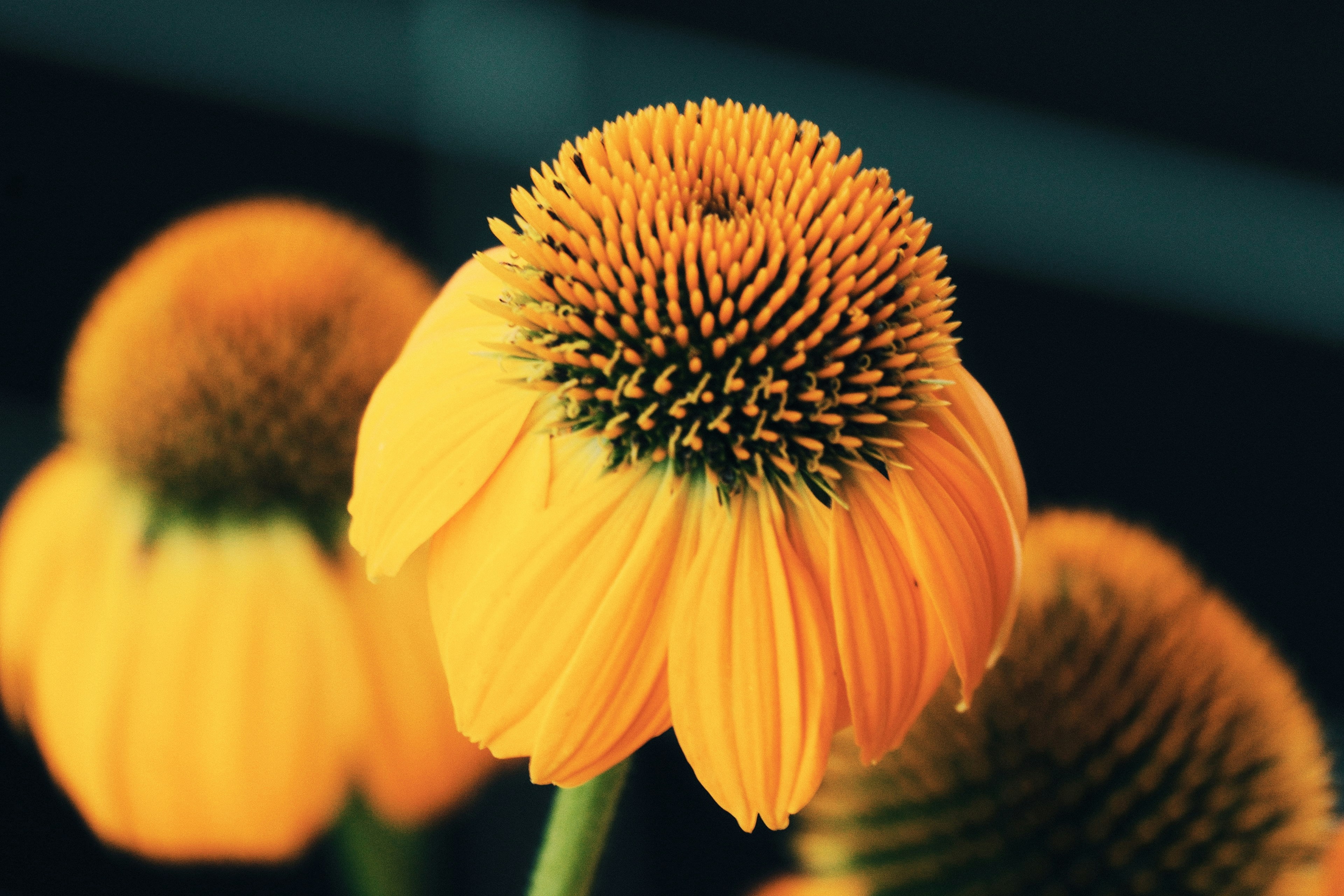 Close-Up Sunflower Crown: A Burst of Amber Petals