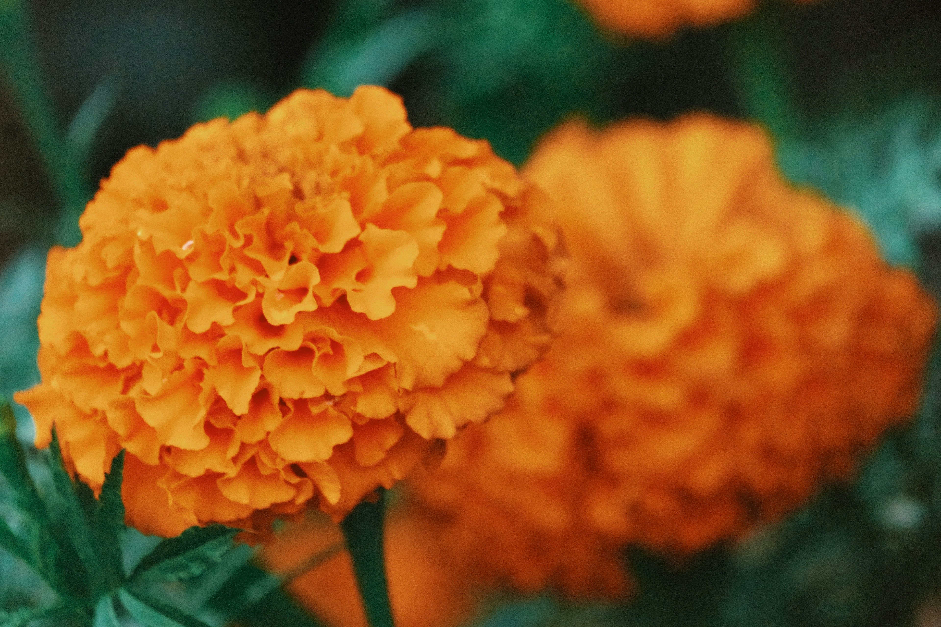Orange marigolds in soft-focus garden glow