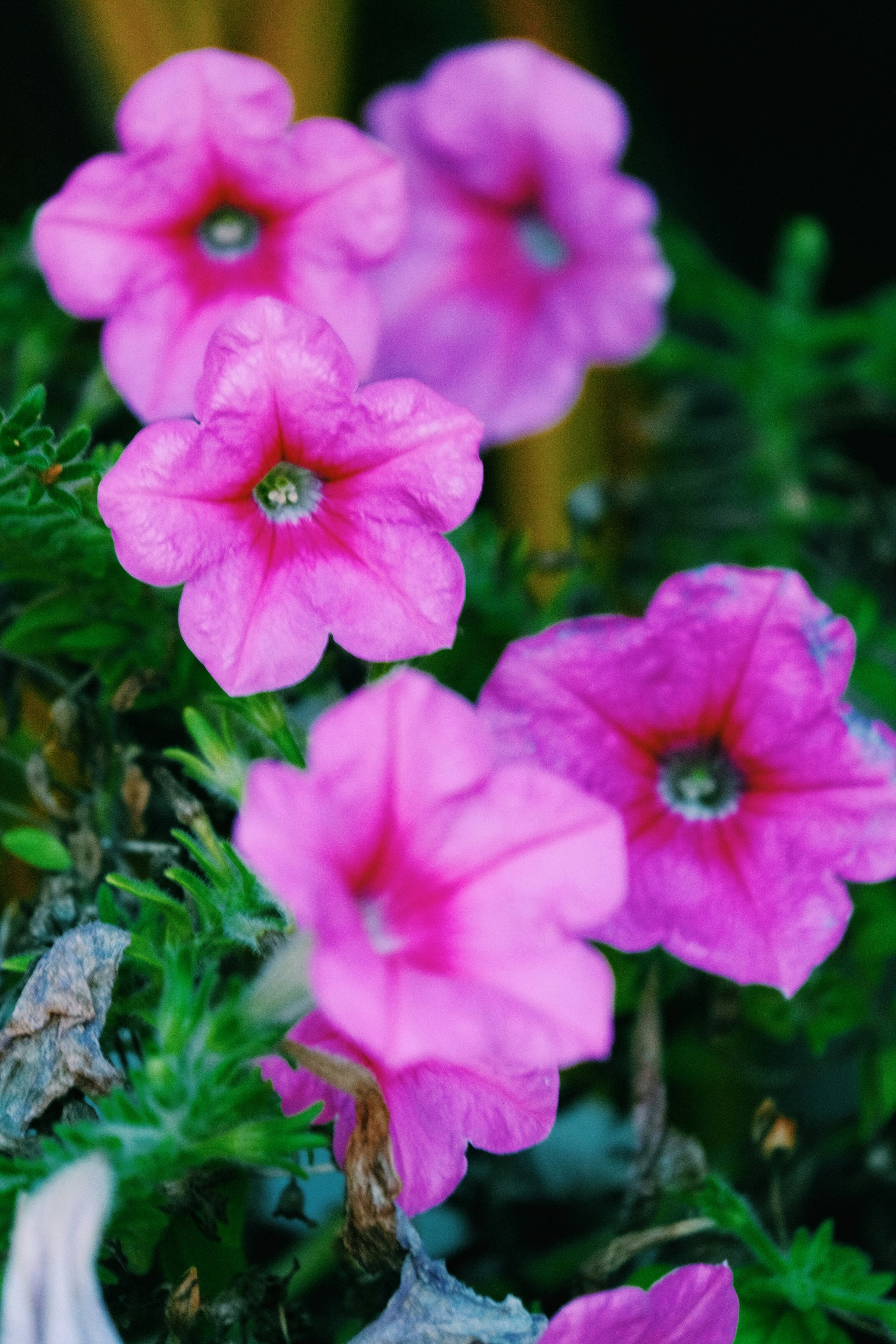 Vibrant pink petunias cluster in a garden bed, with soft bokeh and green foliage as a backdrop.