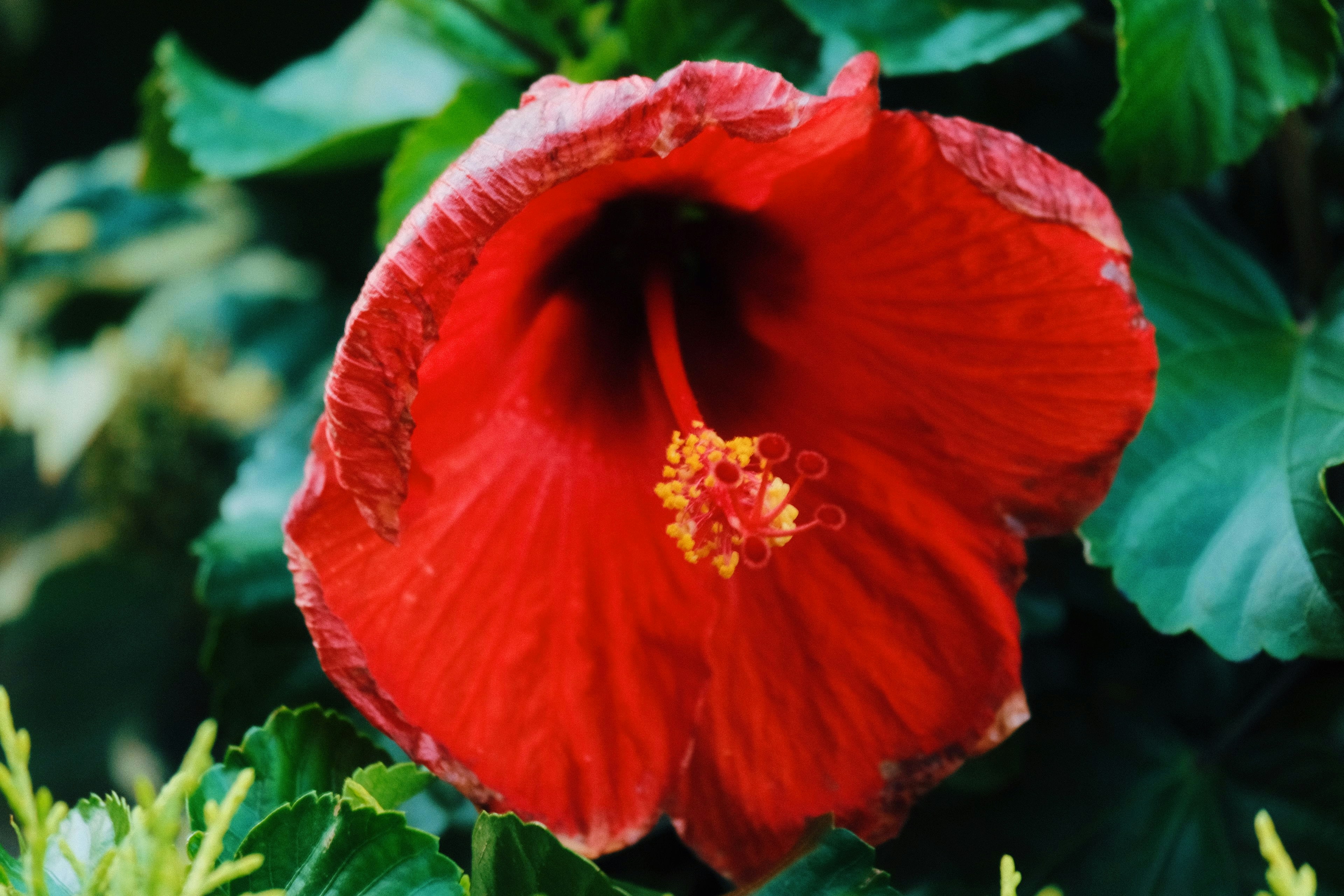 Red Hibiscus Bloom Centerstage in Velvet Green
