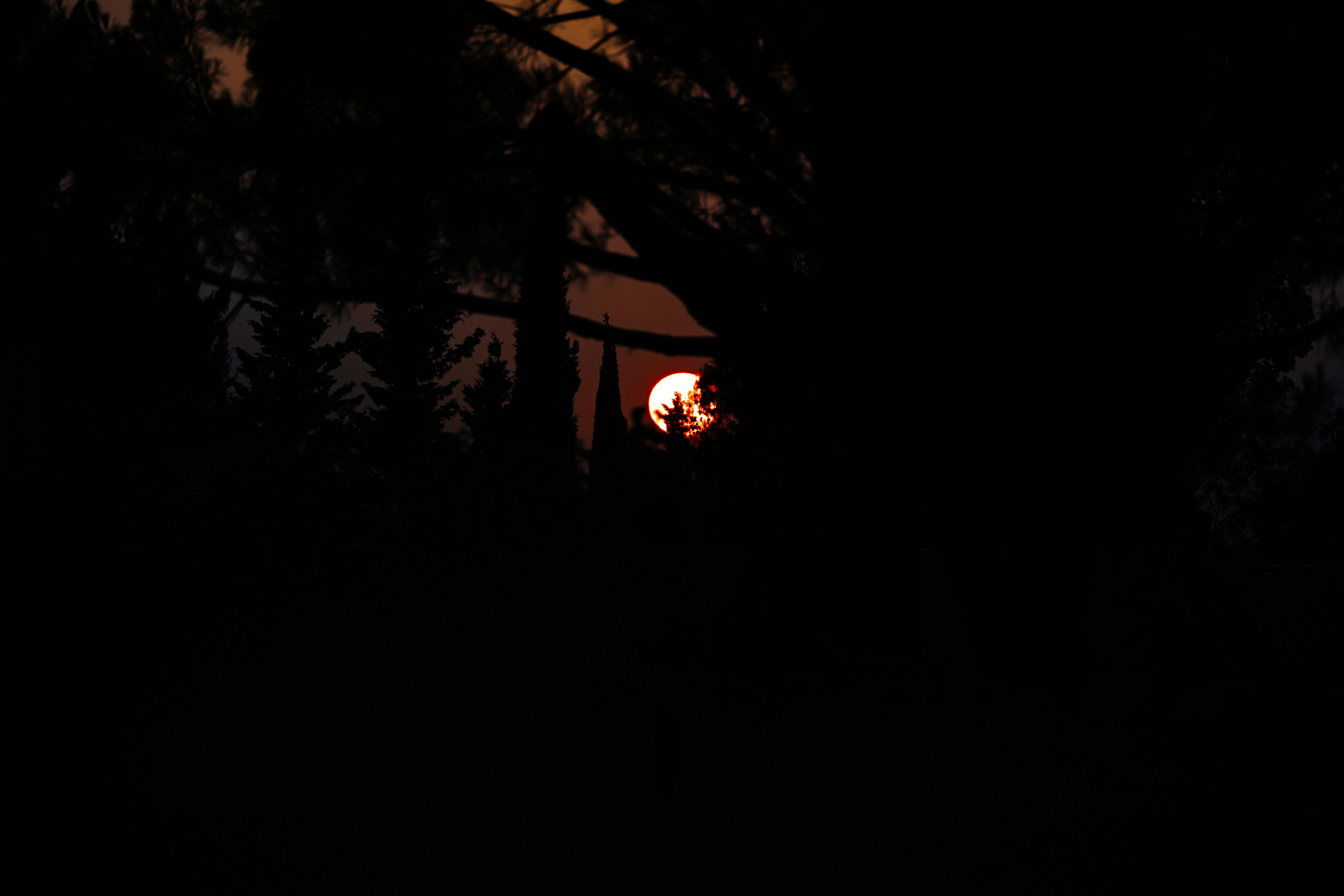 Hidden Moonrise at Dusk Behind the Pines