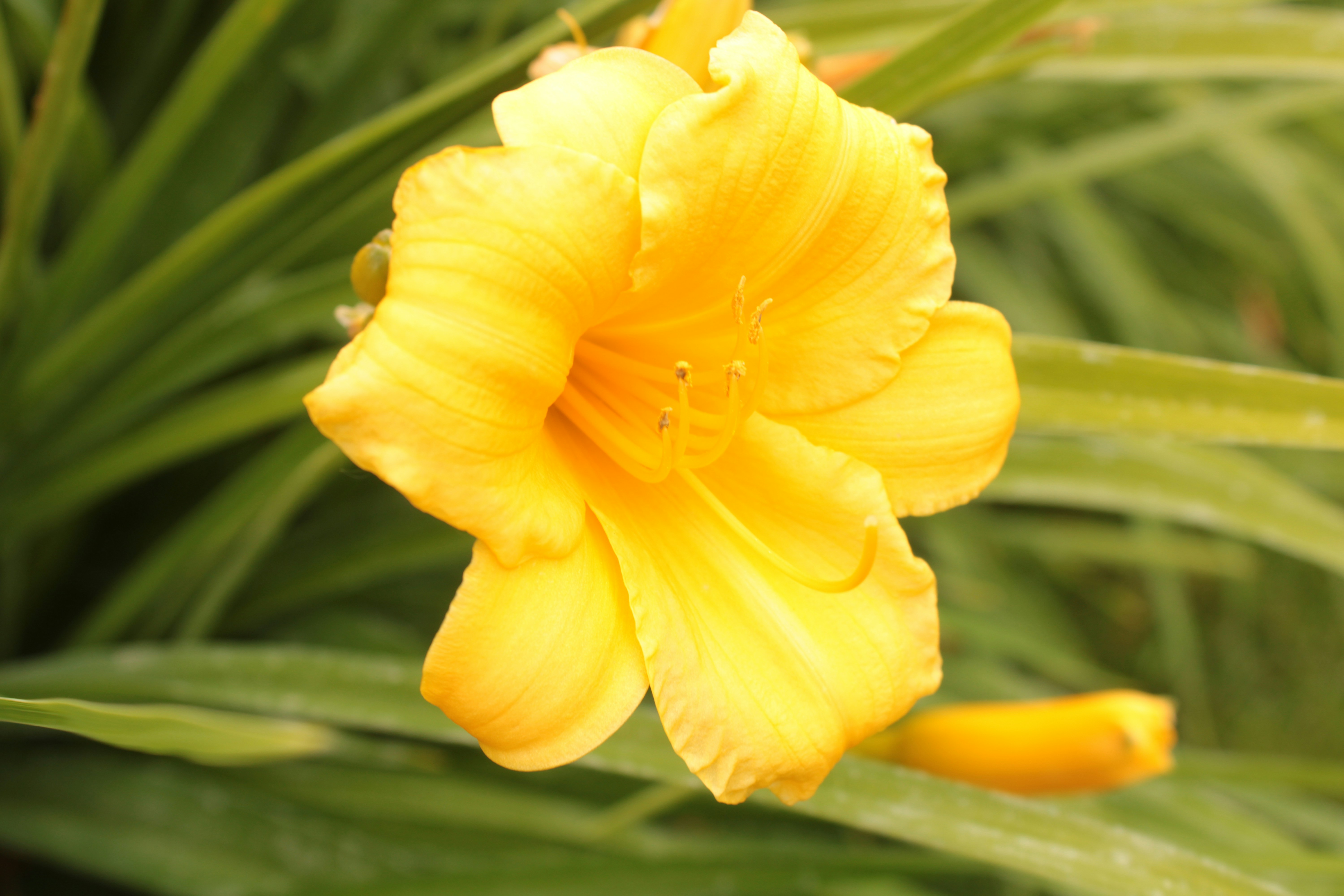 Golden Bloom in Soft Focus