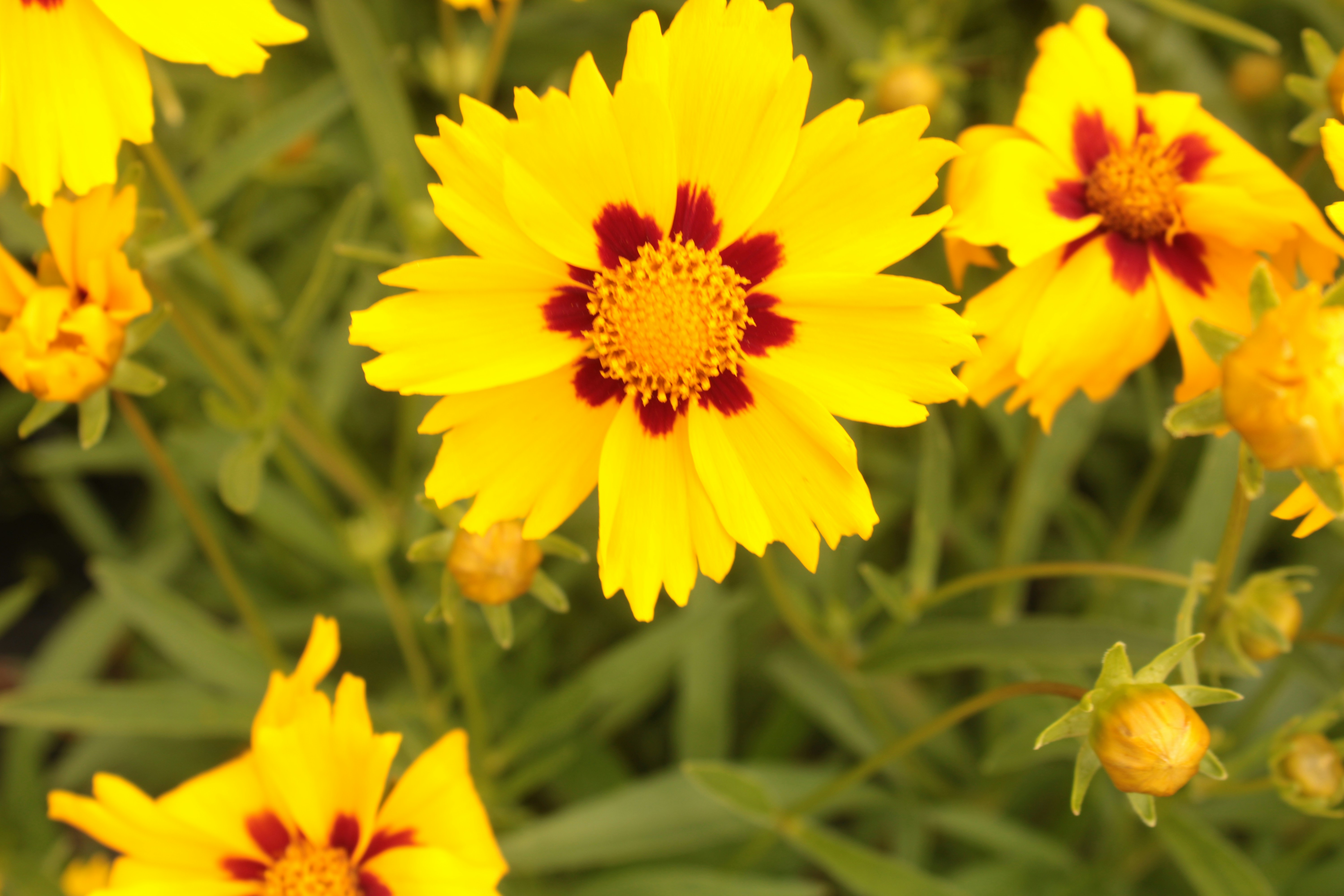 Bright yellow flowers with a dark red-brown center form a dense floral scene in warm daytime light. A shallow depth of field highlights a central bloom while surrounding buds and green stems create a natural backdrop.