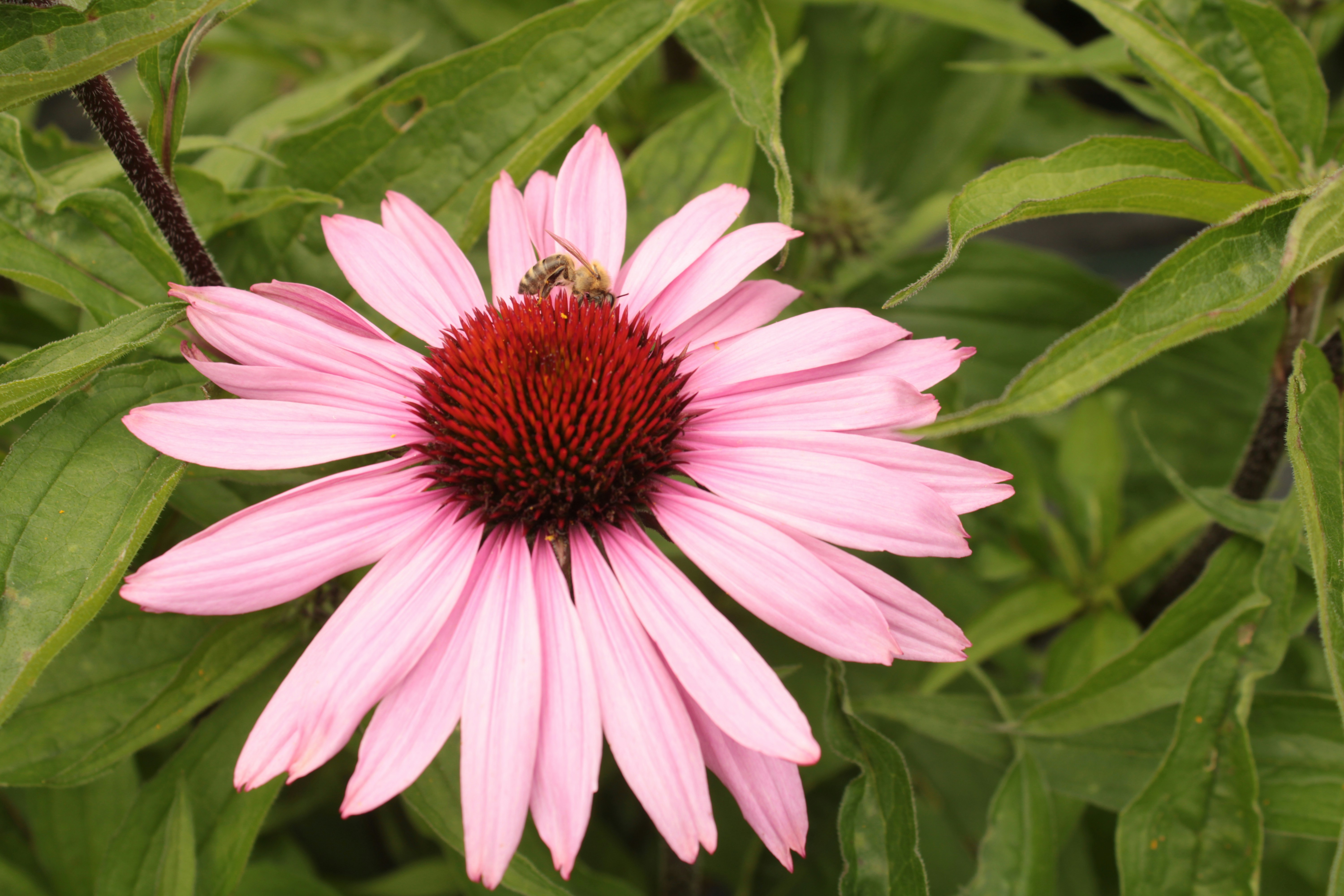 Pink Coneflower in Full Bloom: Carpet of Green Leaves