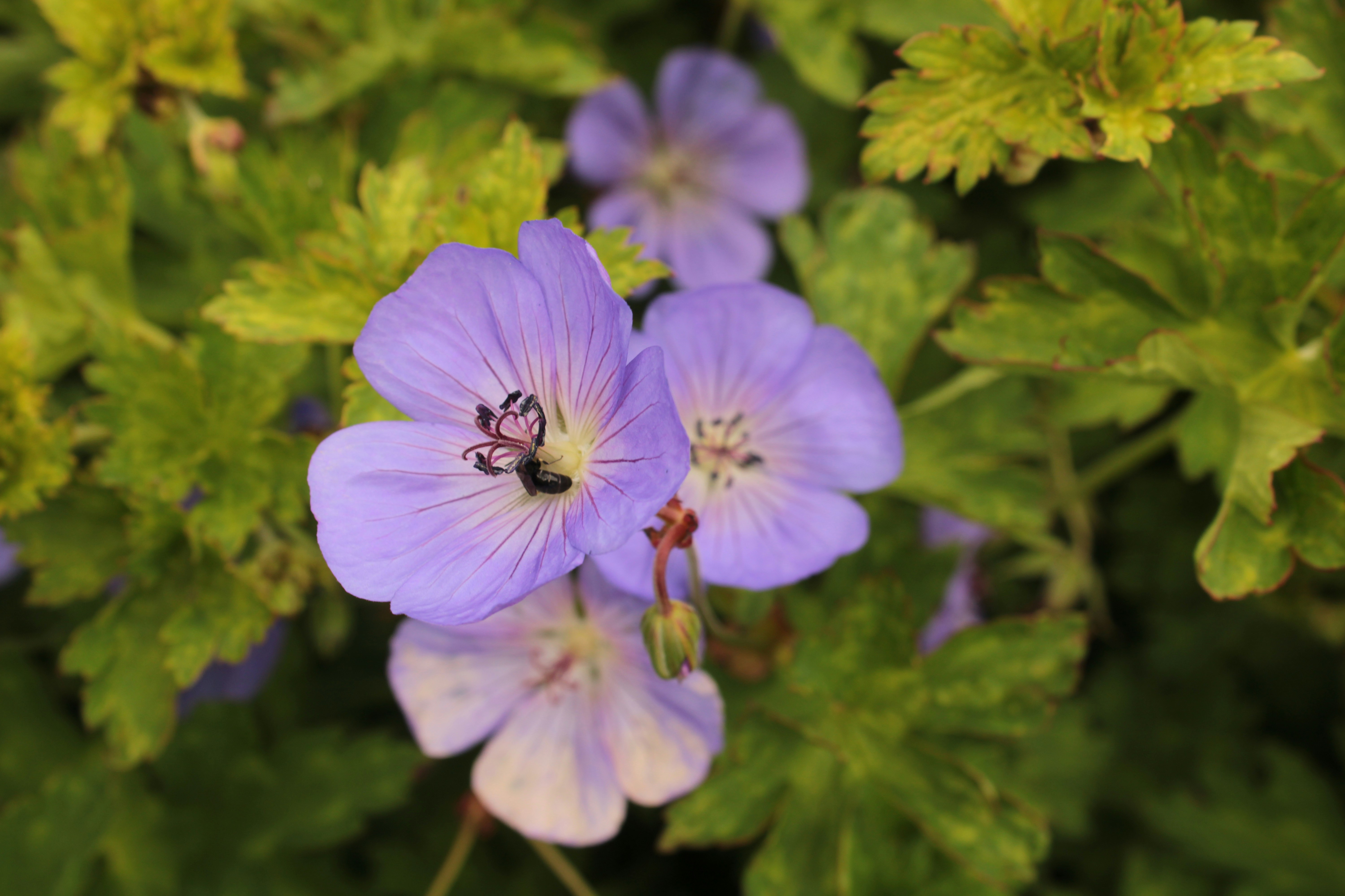 Purple bloom in focus: a close-up on a delicate geranium centerpiece