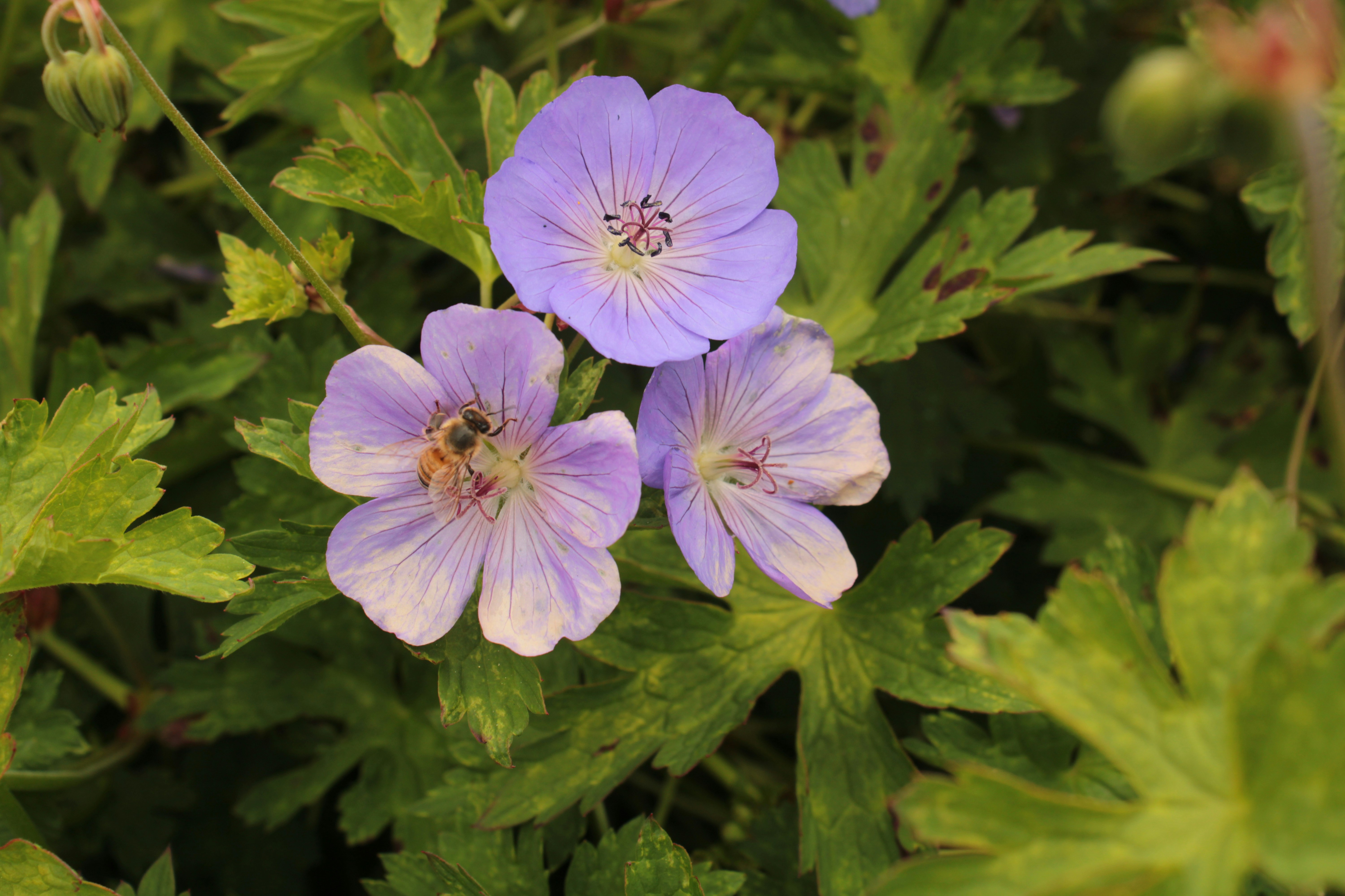 Lavender Bloom Trio: Soft Petals Amid Lush Greenery