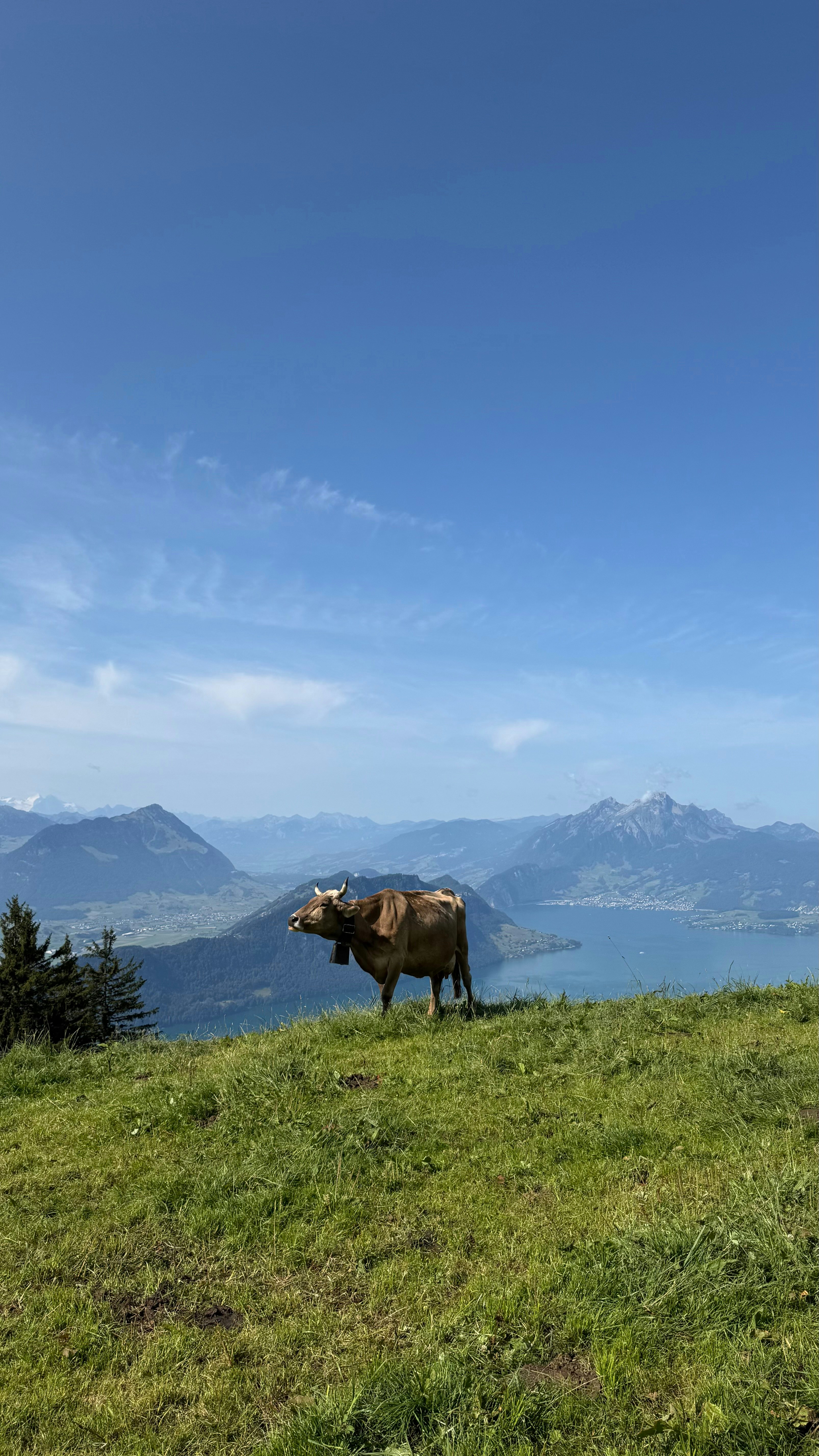 The Silhouette of a Grazing Cow Under Expansive Alpine Sky