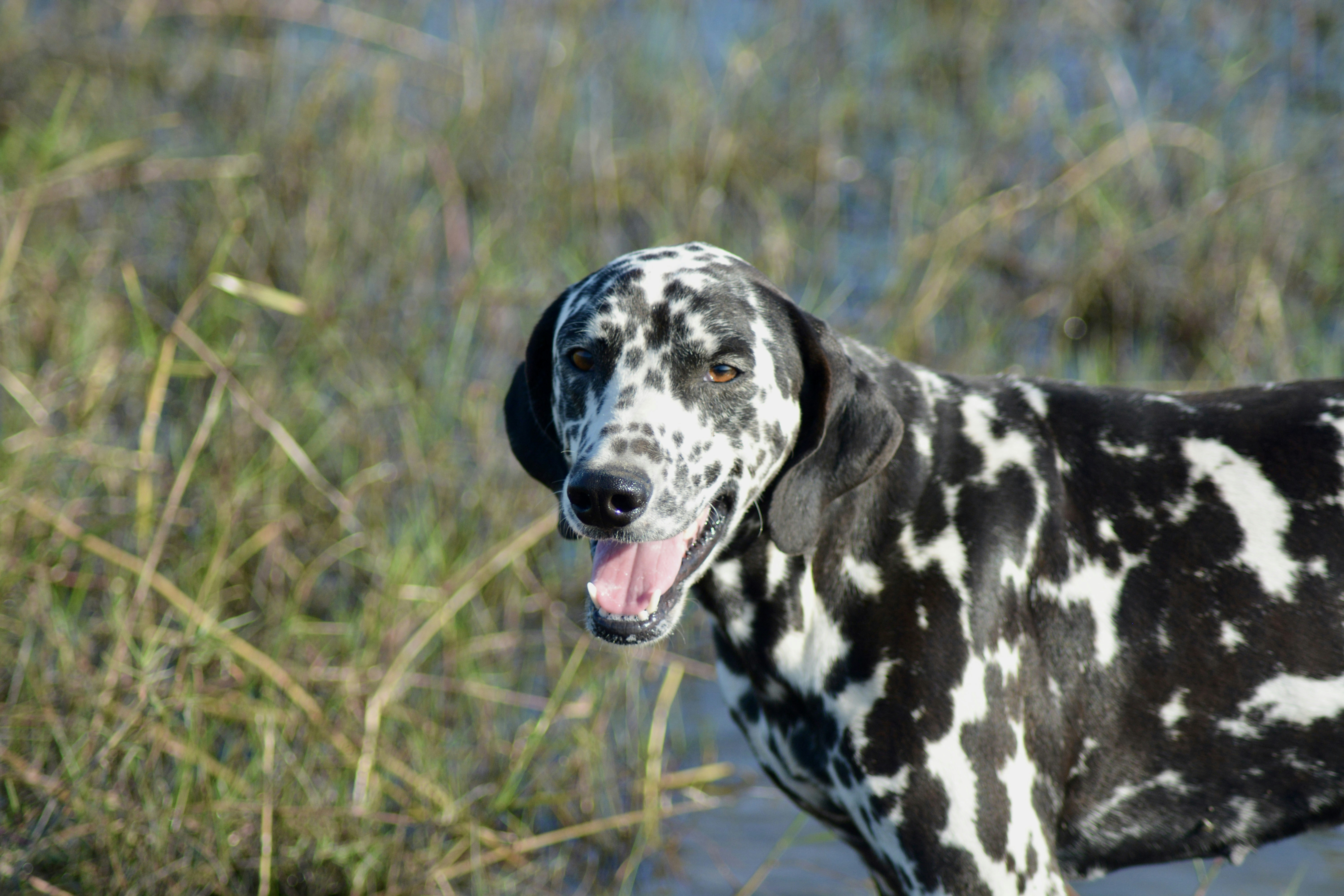 Dalmatian in the Field: Bright Eyes and Open Mouth