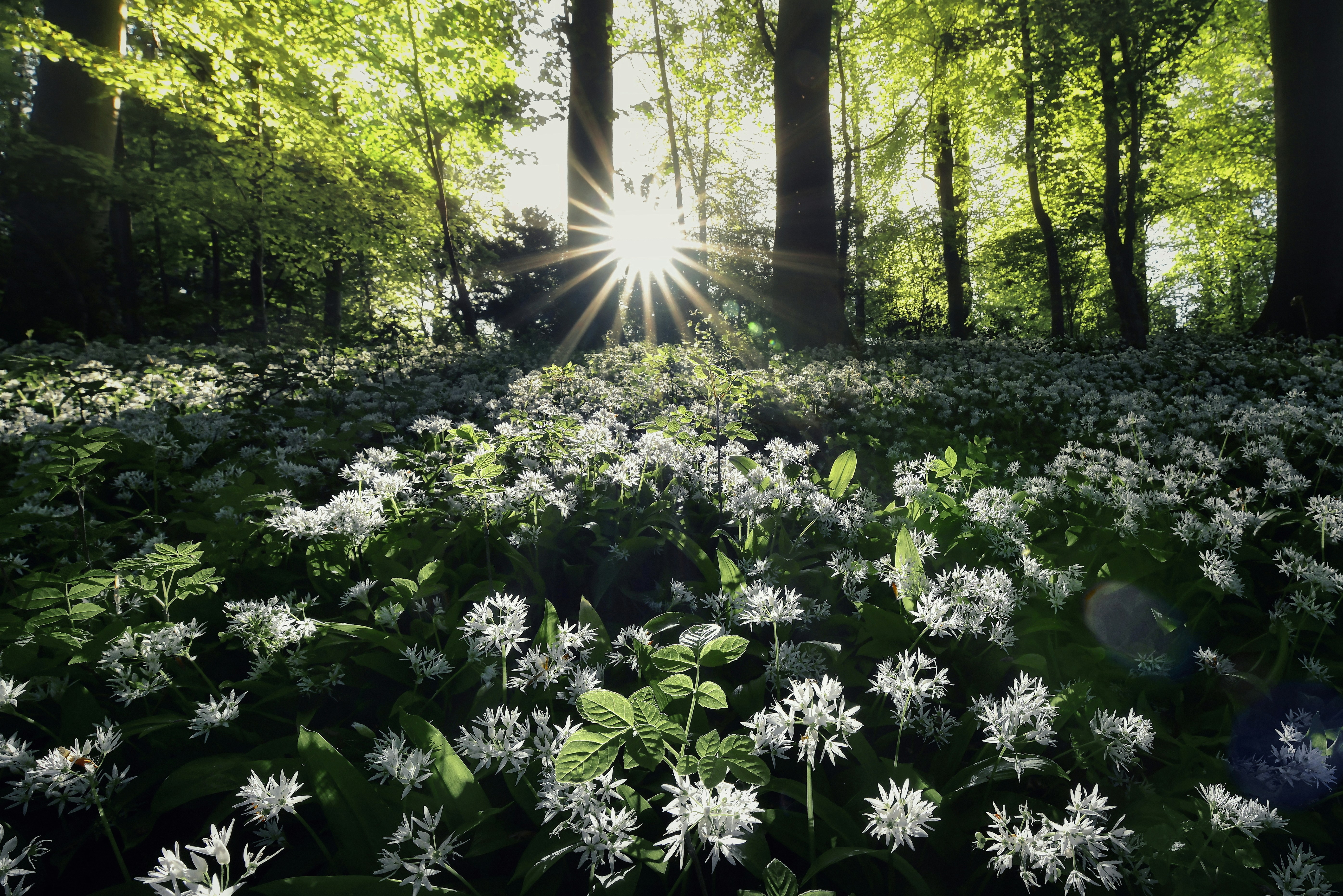 Morning Sunburst Through a Carpet of White Blooms