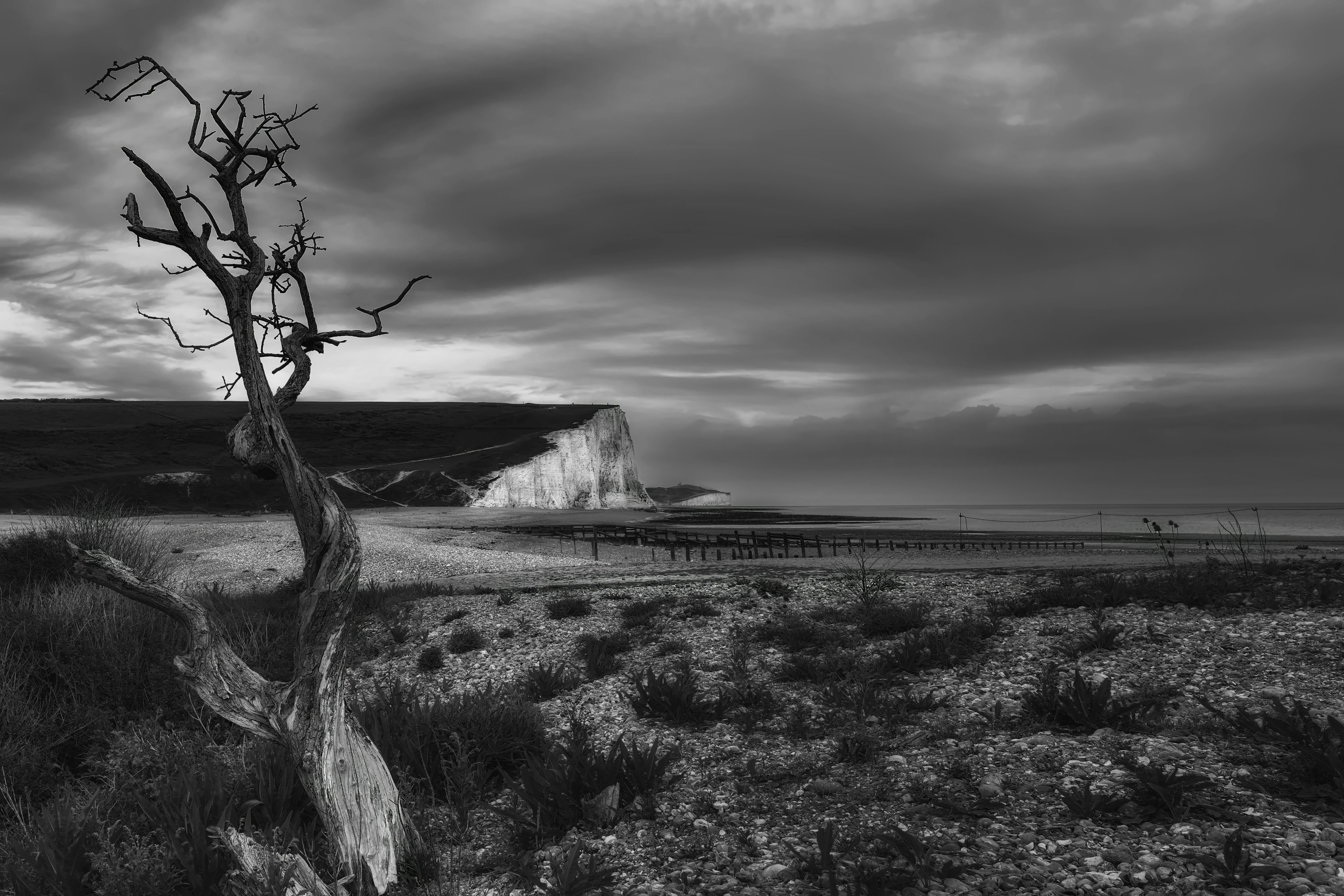Driftwood Sentinel at the Sea Edge