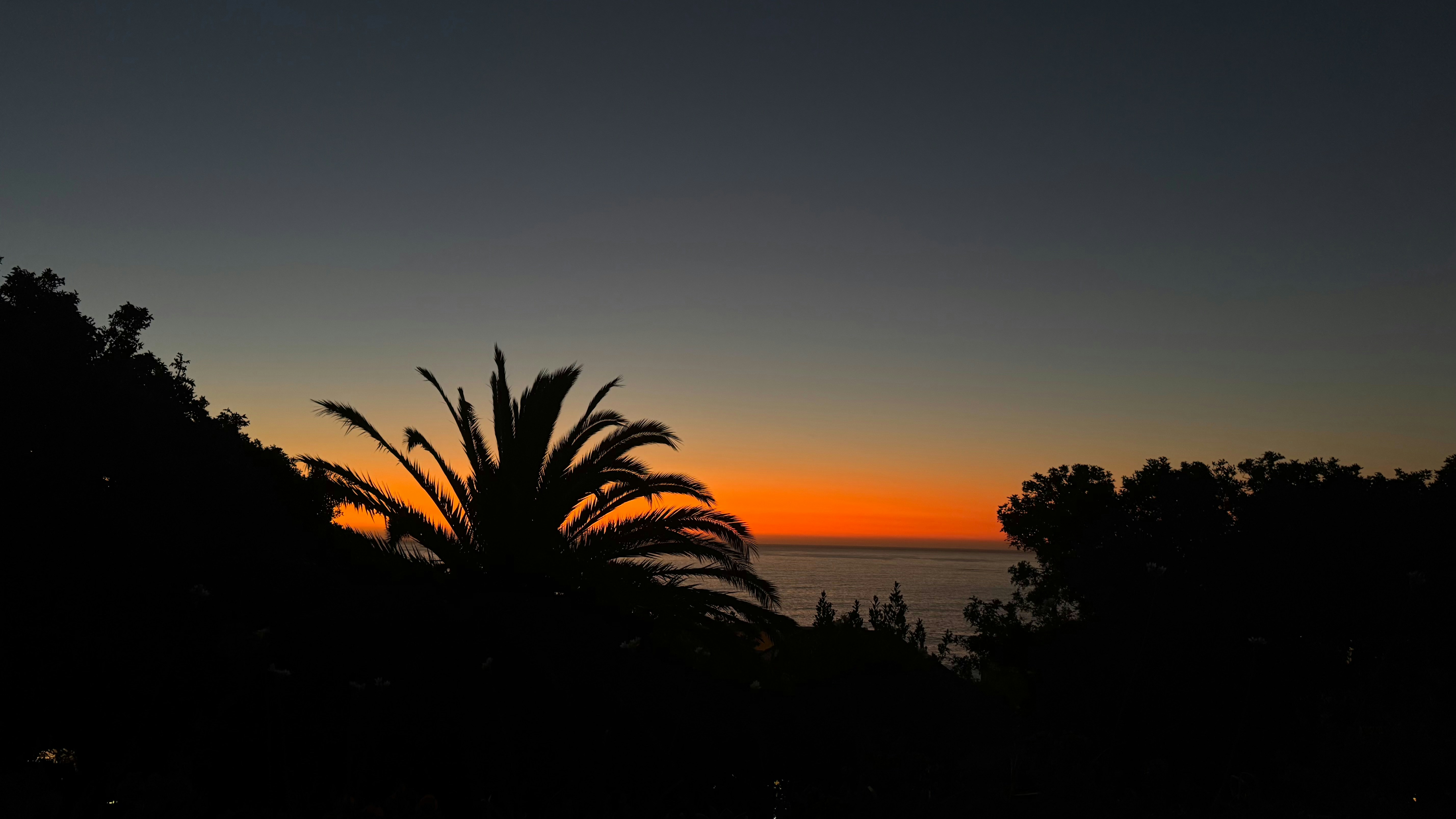 Silhouette at Sunset: Palm Fronds Framing a Distant Horizon