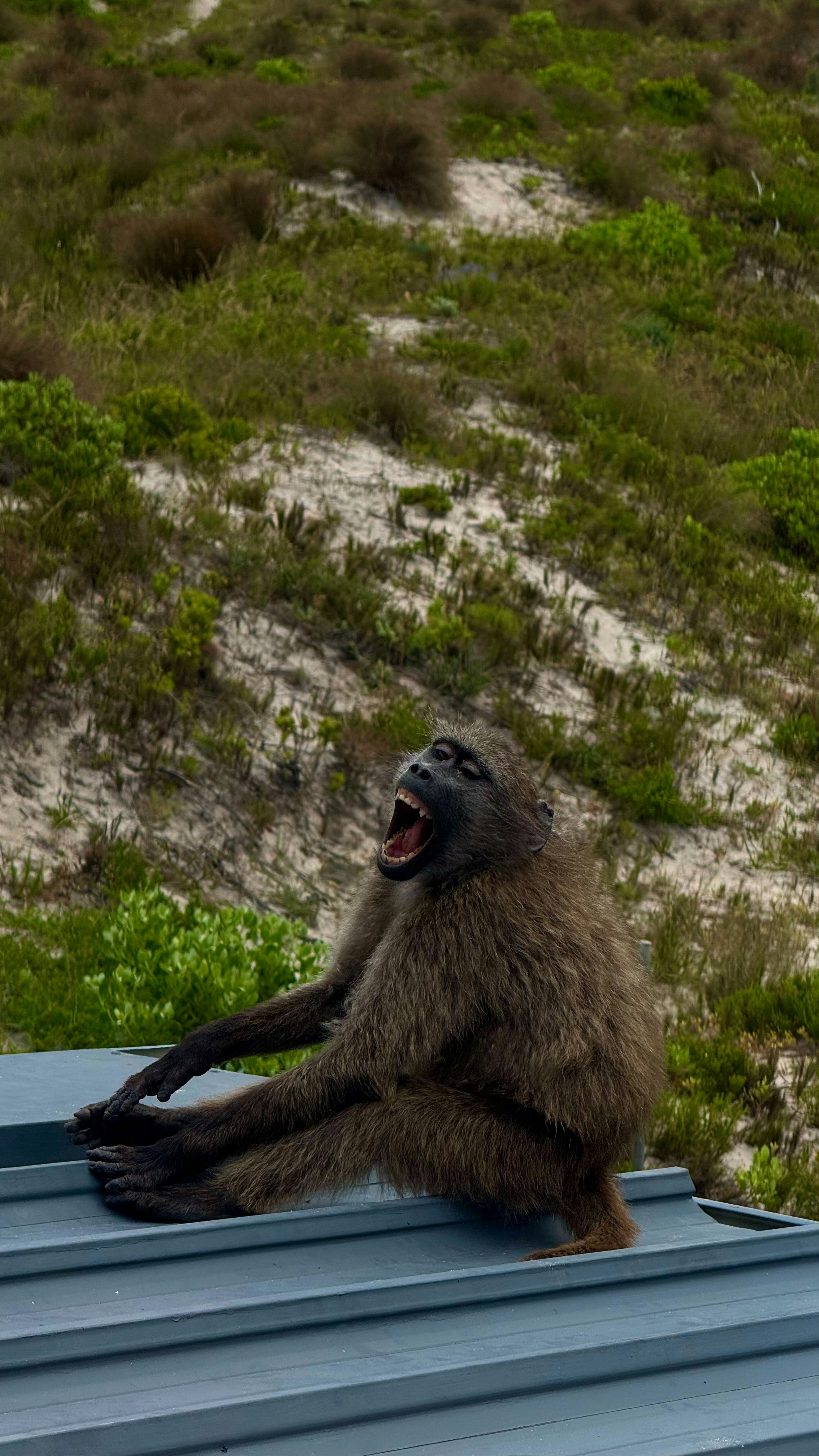 Coiled Snout on a Corrugated Roof: A Monkey's Roar