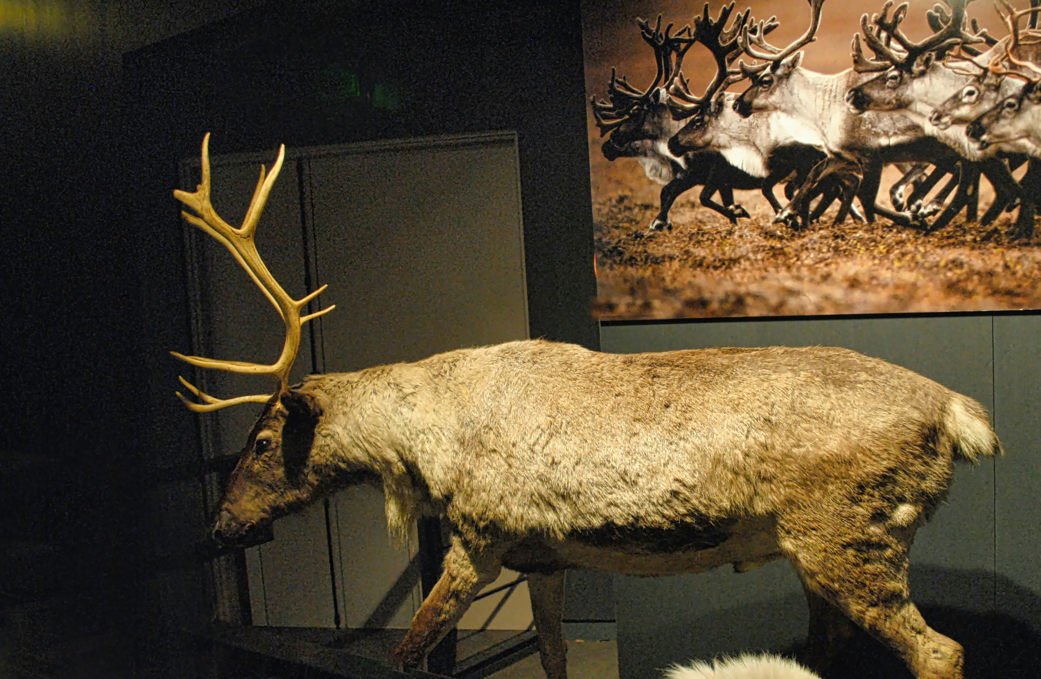 Majestic Stag silhouette under museum lighting