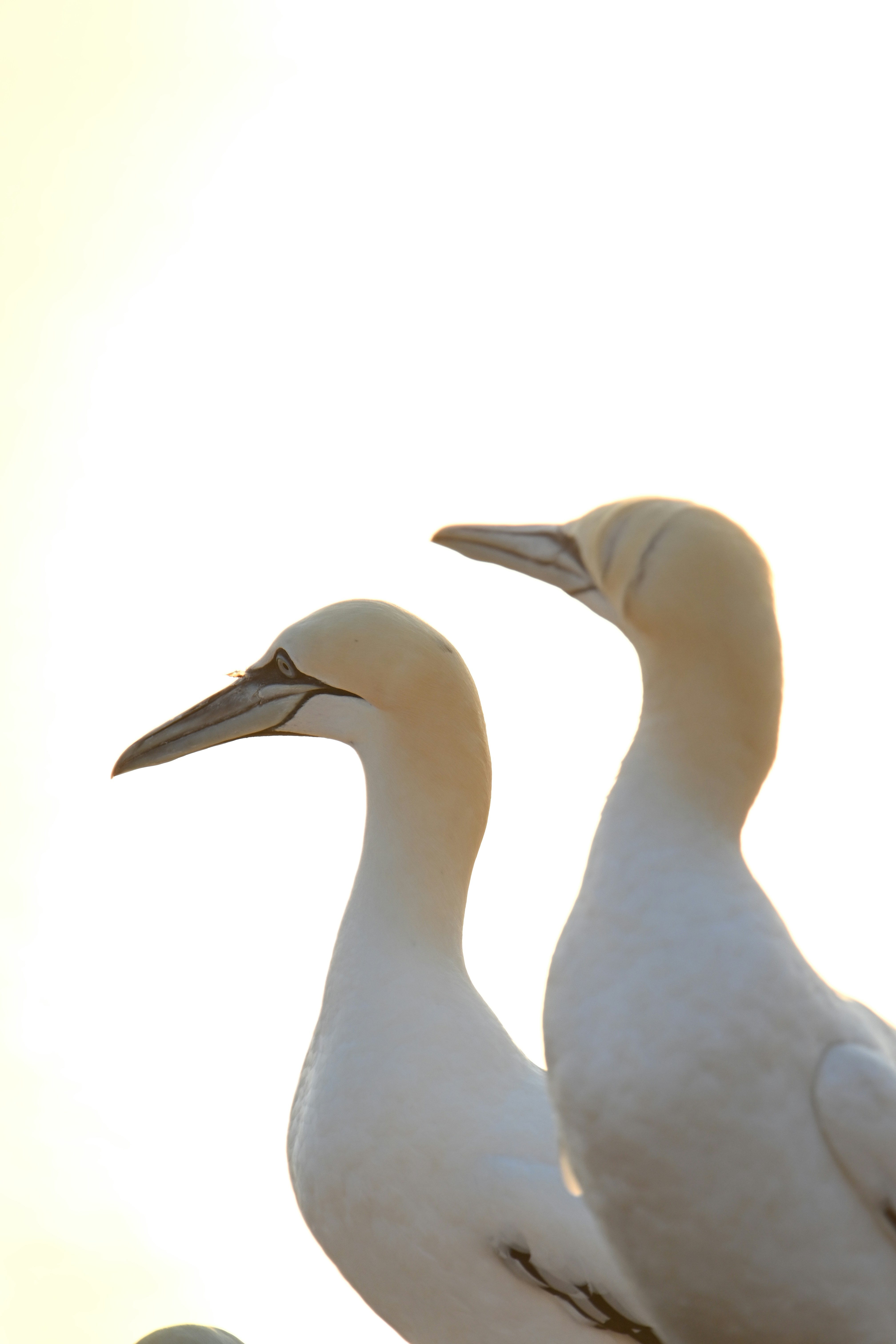 Two Seabirds in Backlit Quiet
