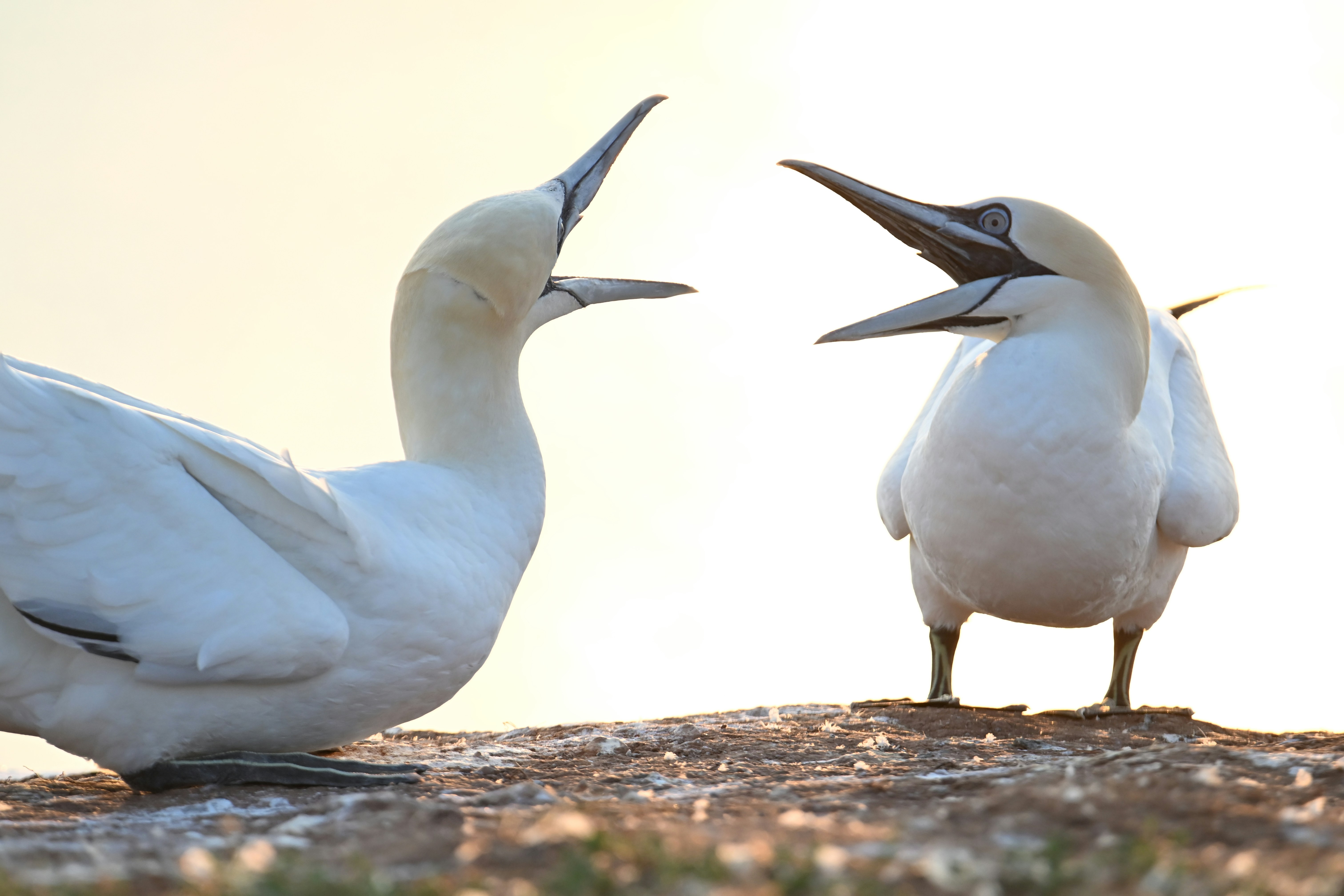 Raucous Seabirds: A Duo of Laughing Gulls on a Sunlit Break