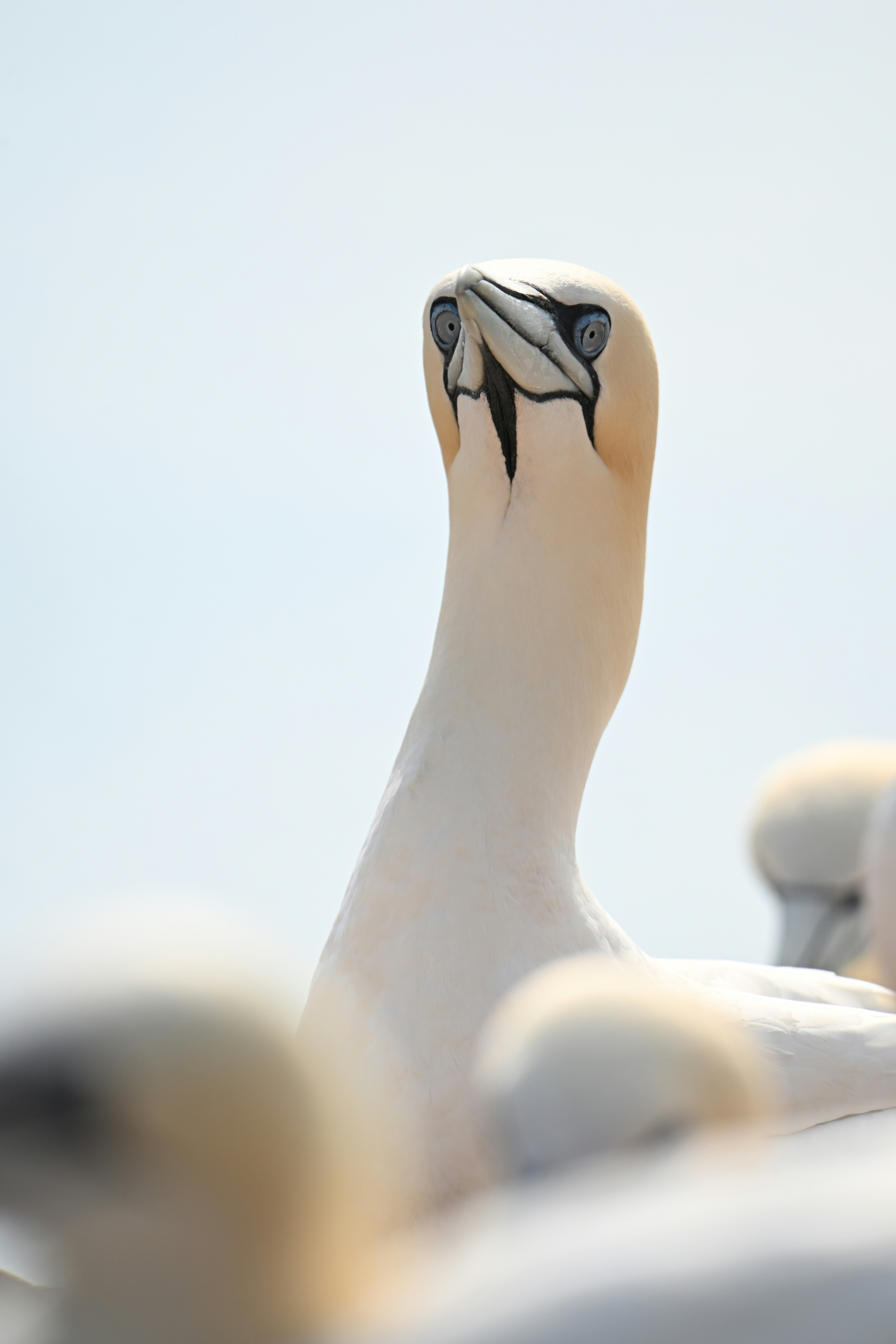 Curious Gaze of a Seabird Sentinel