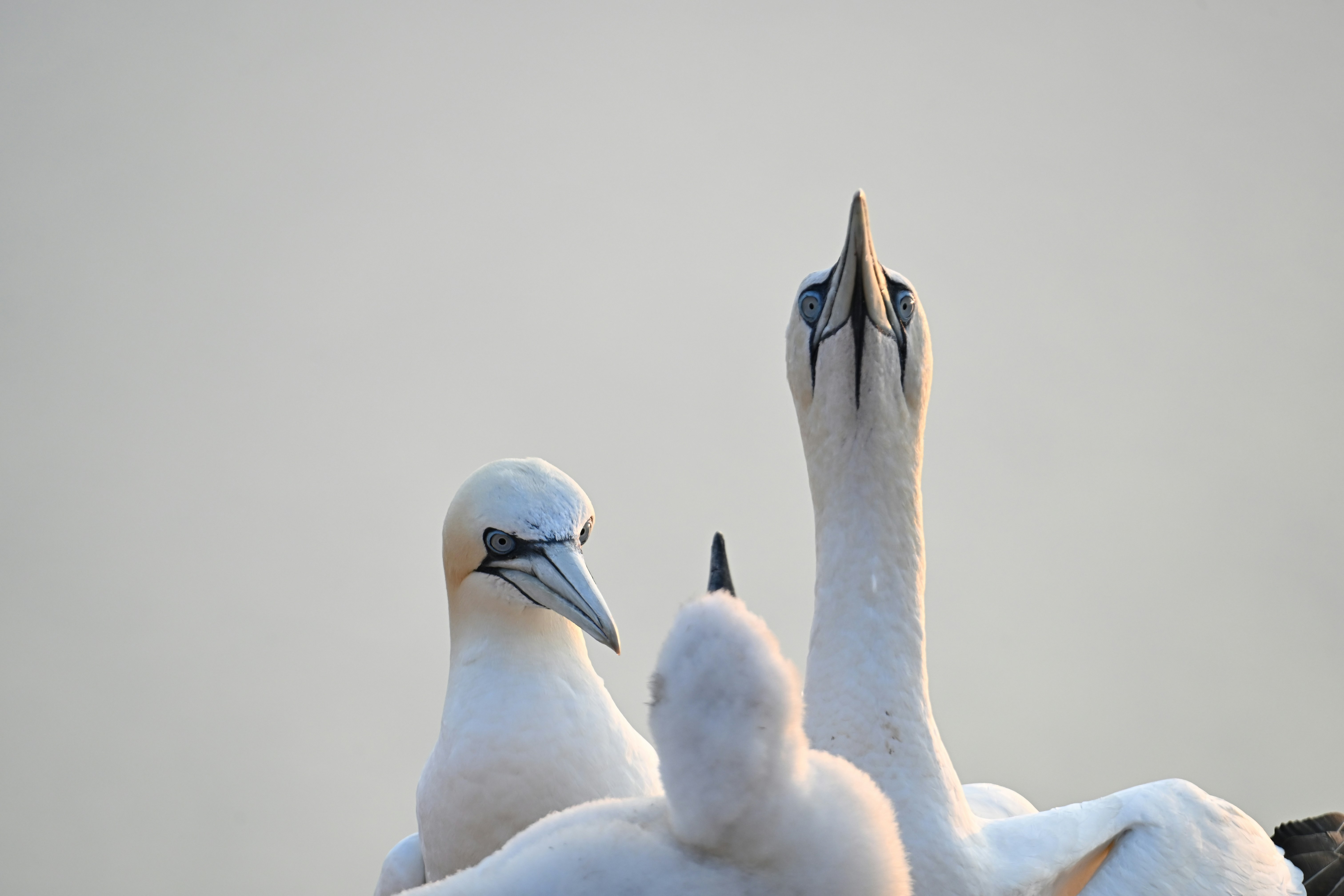Three White Heads Lifted: A Close-Up of Curved Necks in Harmony