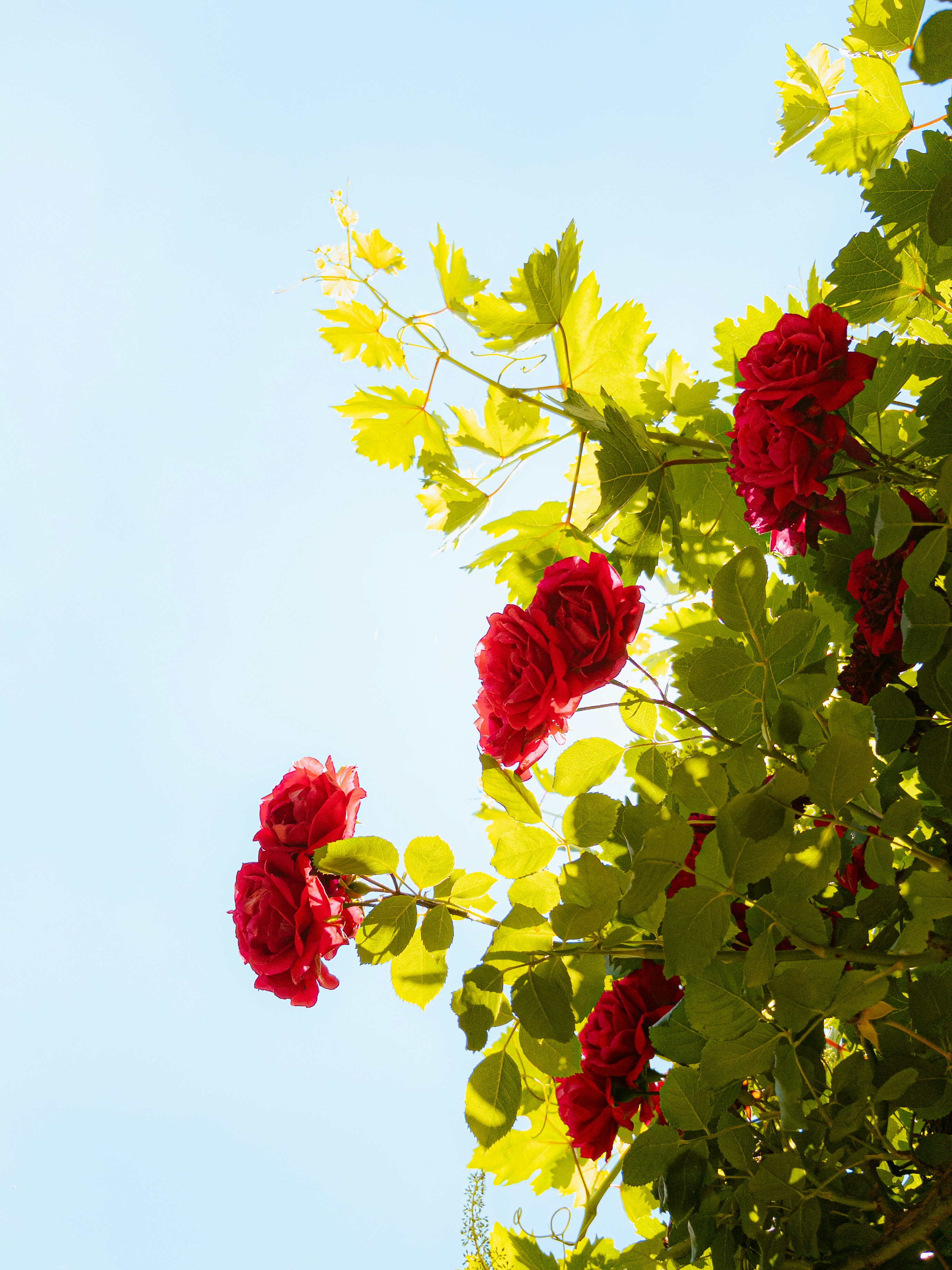 Bright red roses spill from viney branches against a pale blue sky, with sunlit green leaves creating a vivid floral splash.