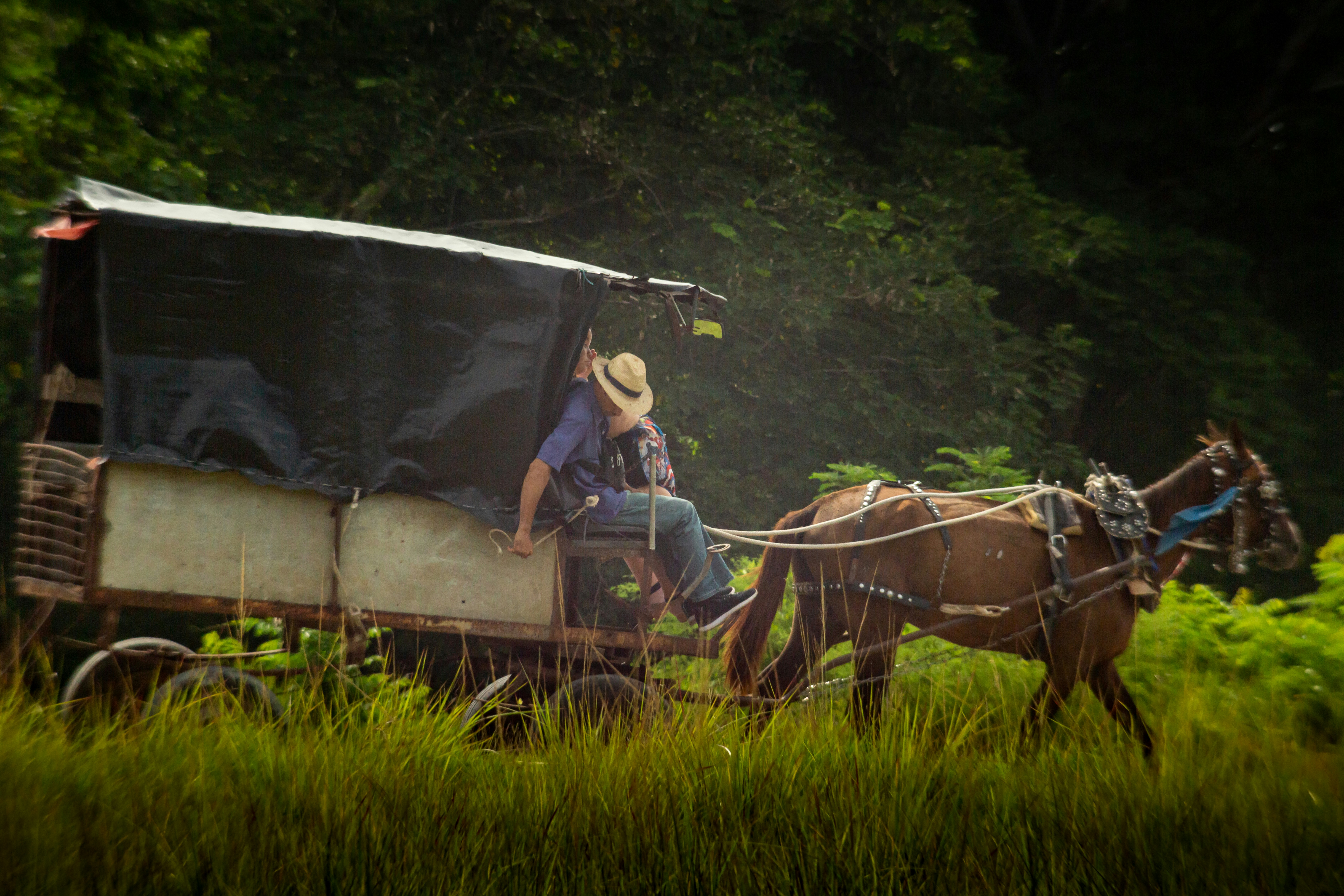A horse-drawn wagon travels through tall grass with a driver seated under a tarpaulin cover in a rural setting.