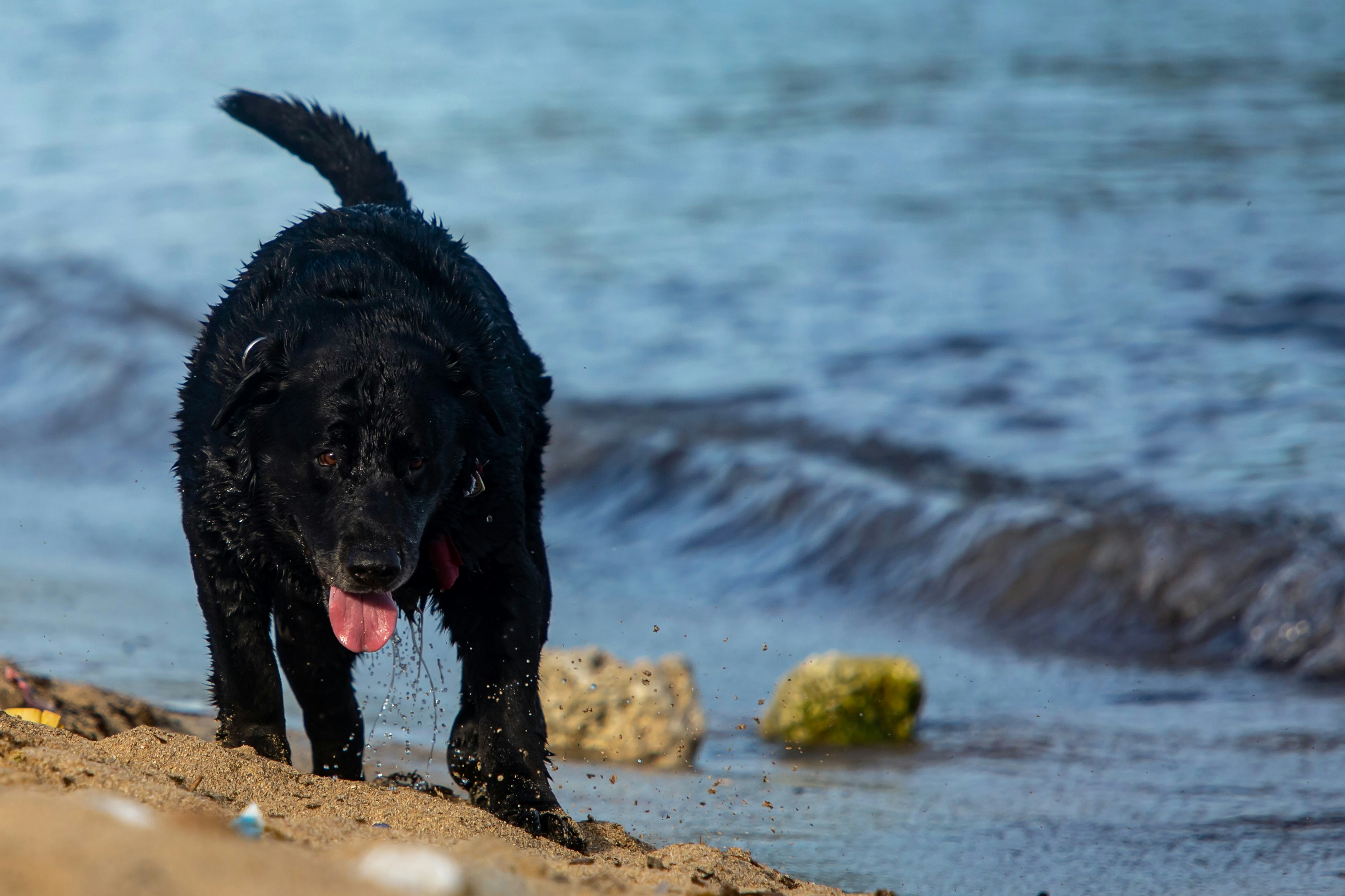 Dark Lab on the Shore: A Wet Morning Manifest