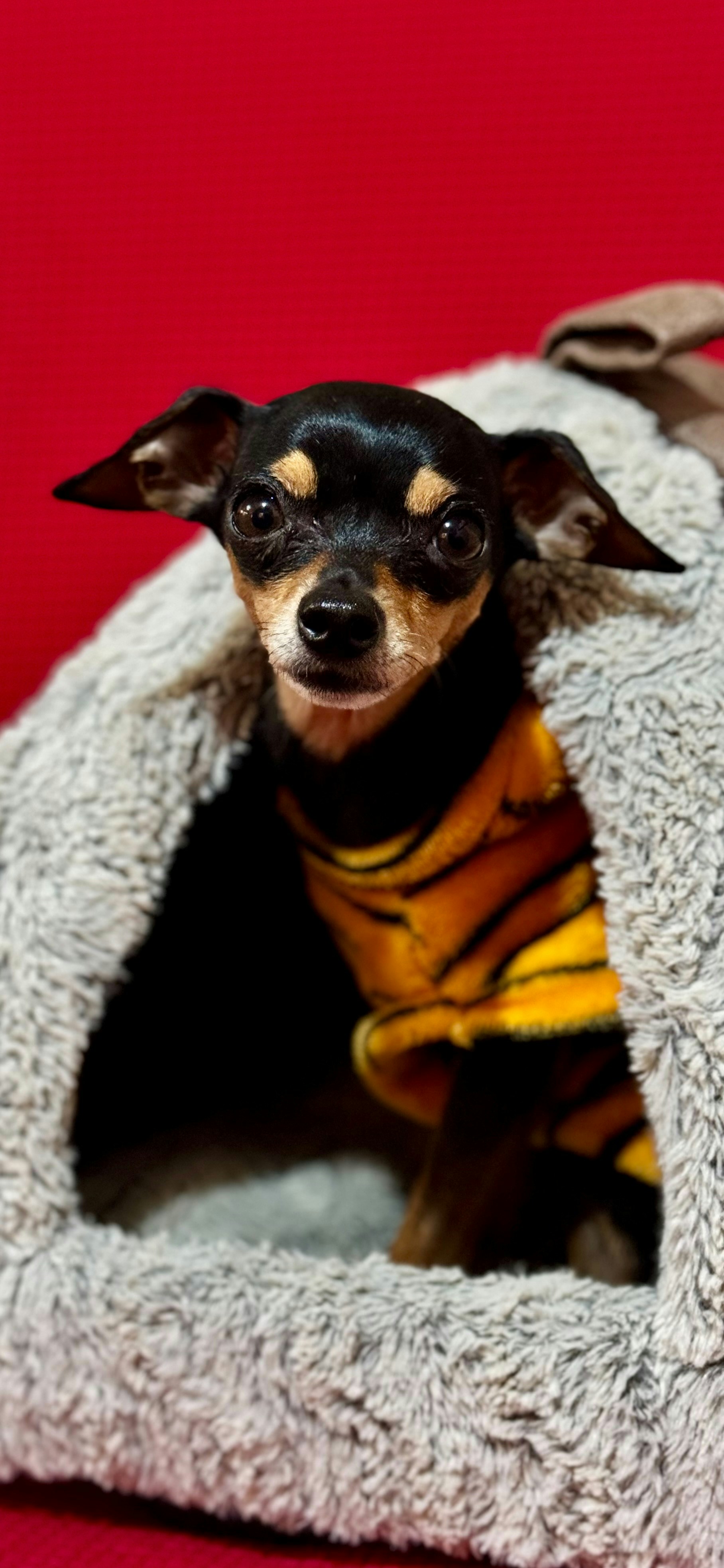 Curious Chihuahua Emerges from Plush Snug Blanket