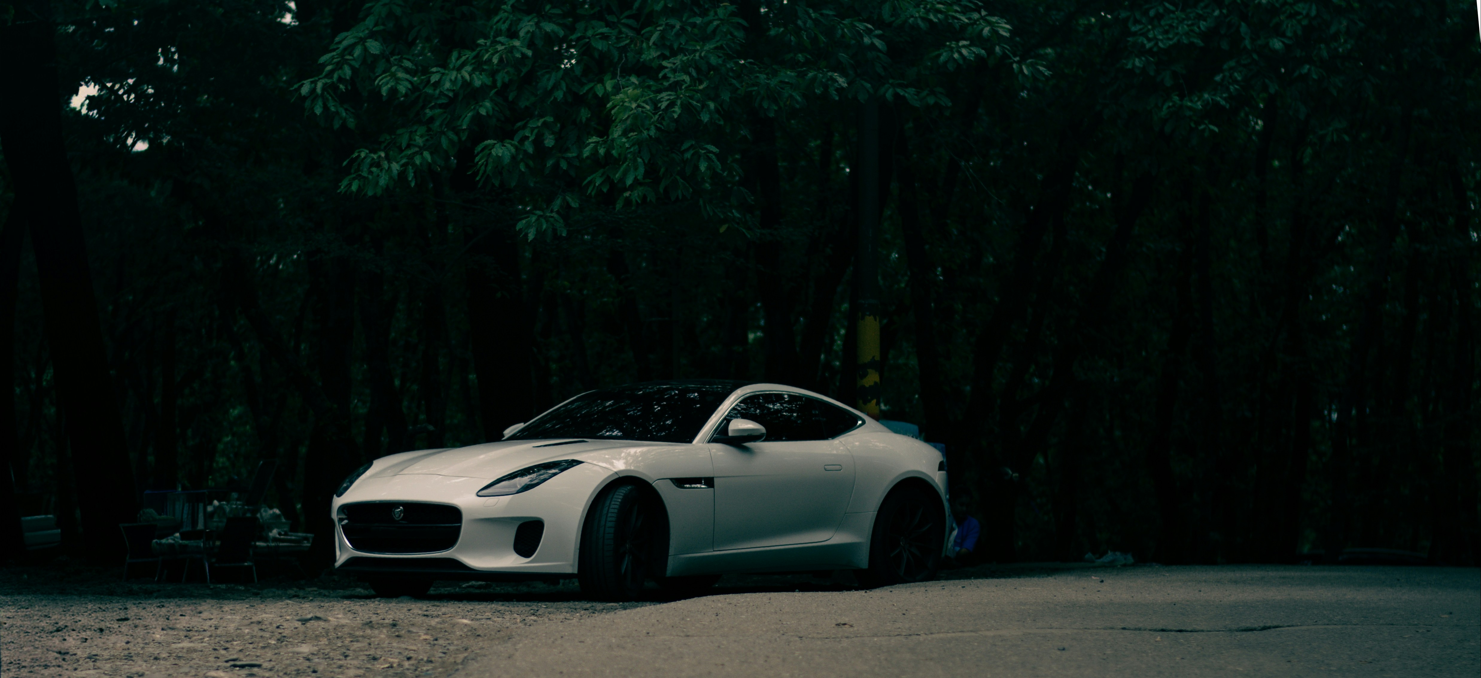 White Jaguar on a Quiet Forest Road