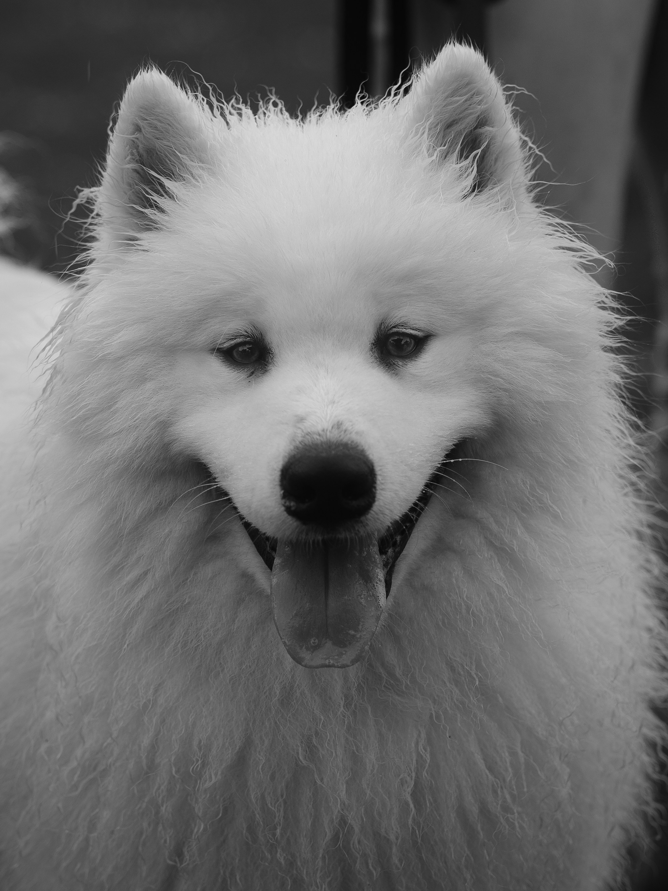 Close-up of a fluffy white dog with a content expression
