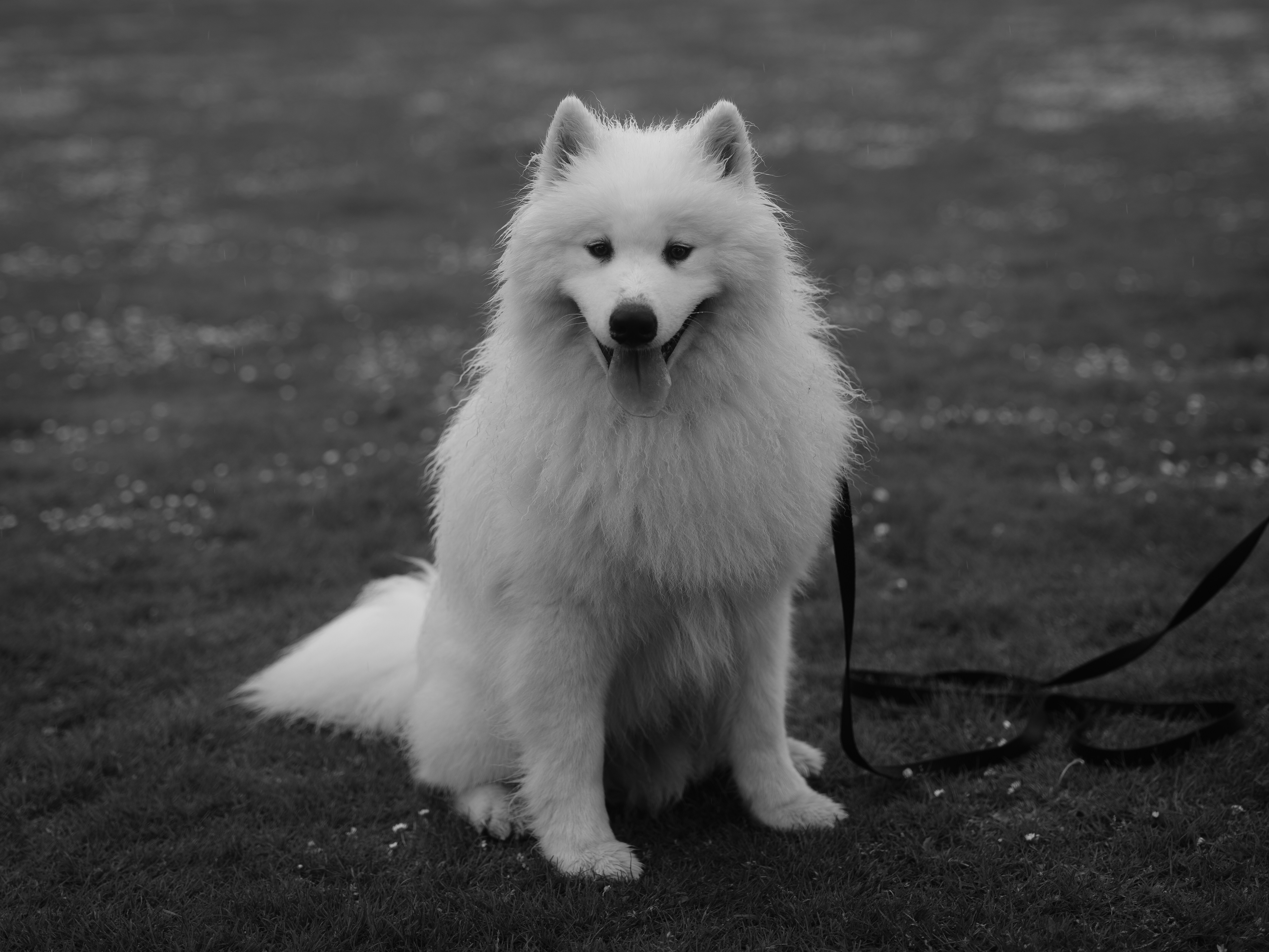 Silken Guardian: A White Arctic Fox (or Spitz) in Quiet Grass