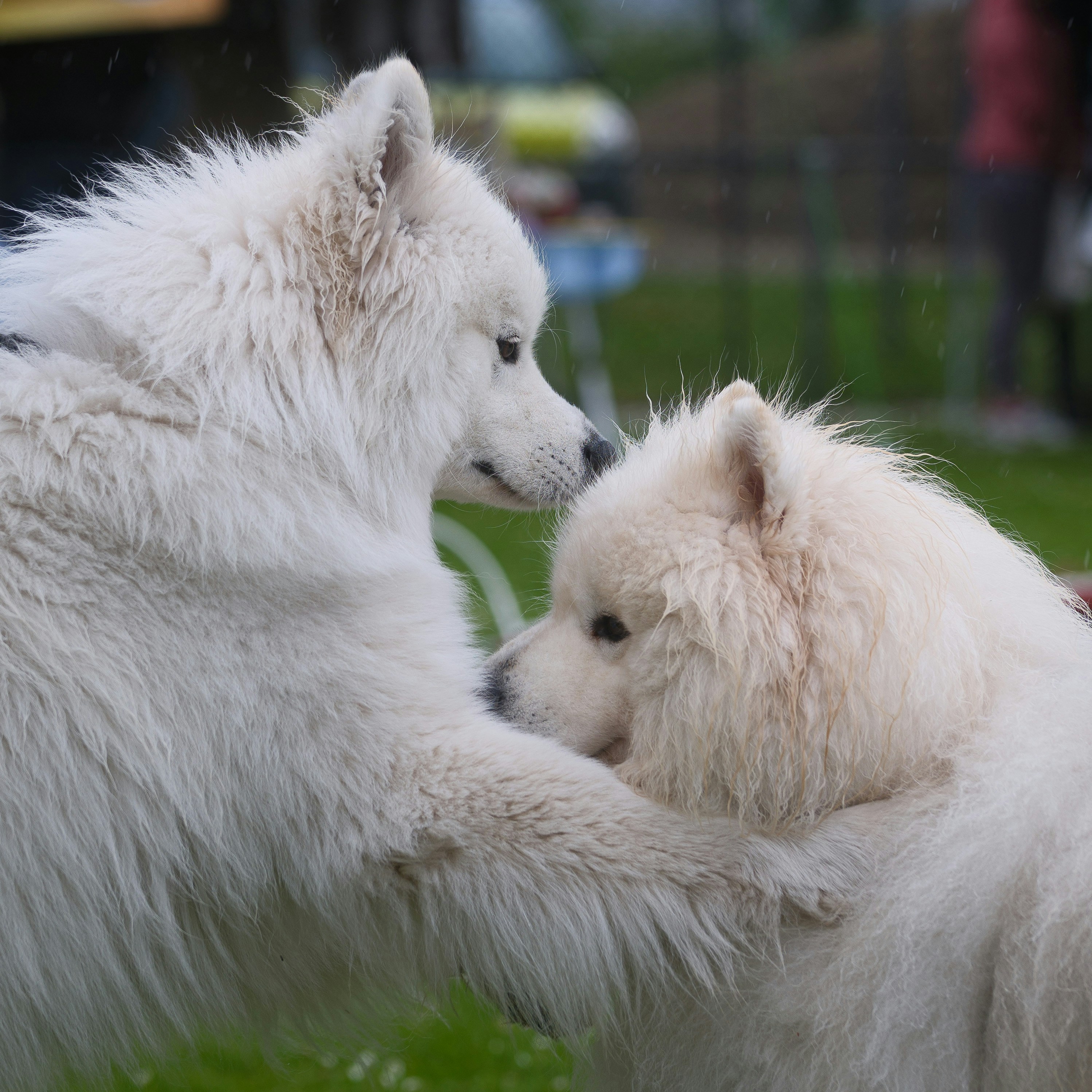Whispering Pups: A Quiet Moment of Bonding