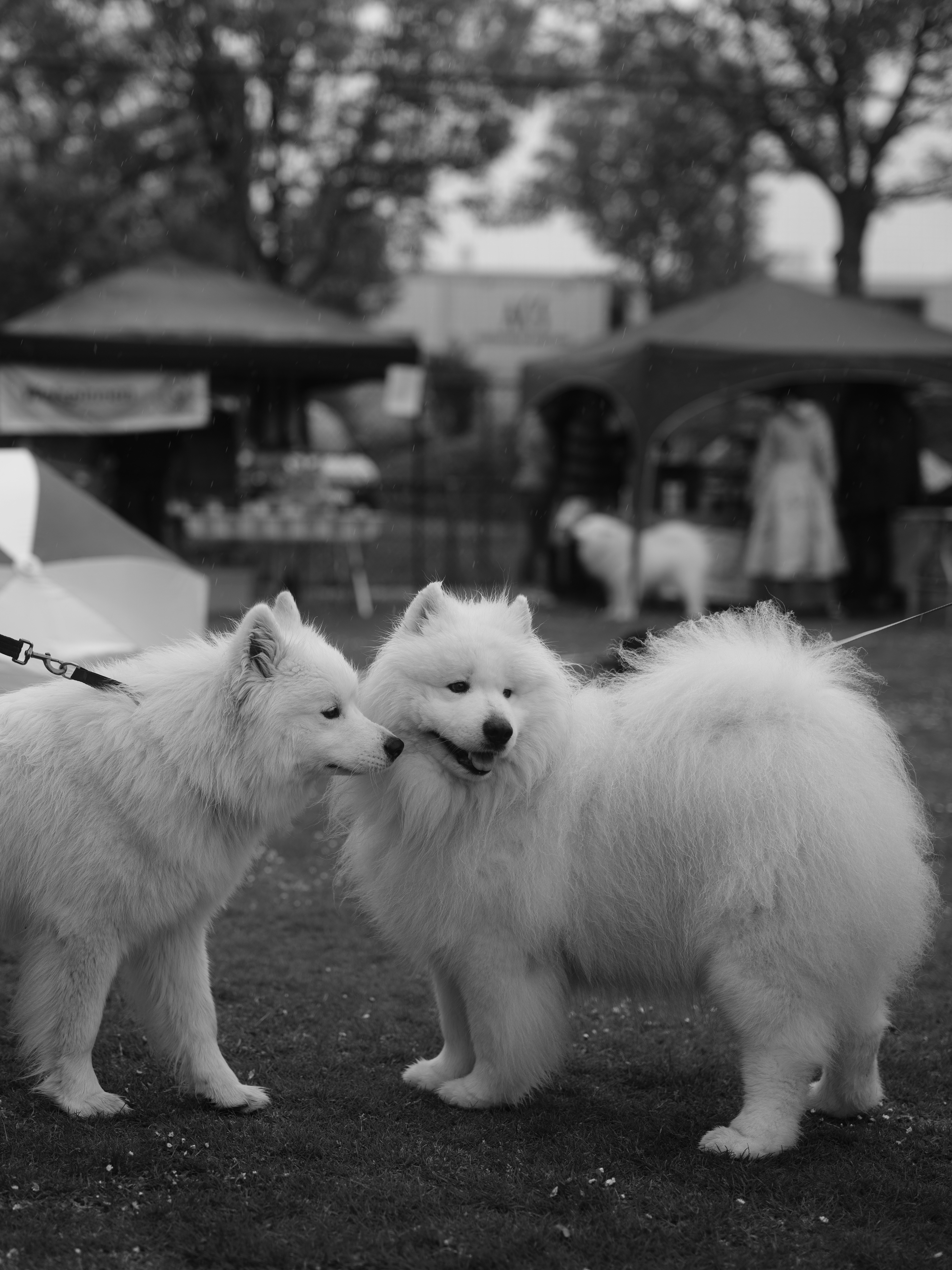Whispers of Fur: The Trio at the Outdoor Market